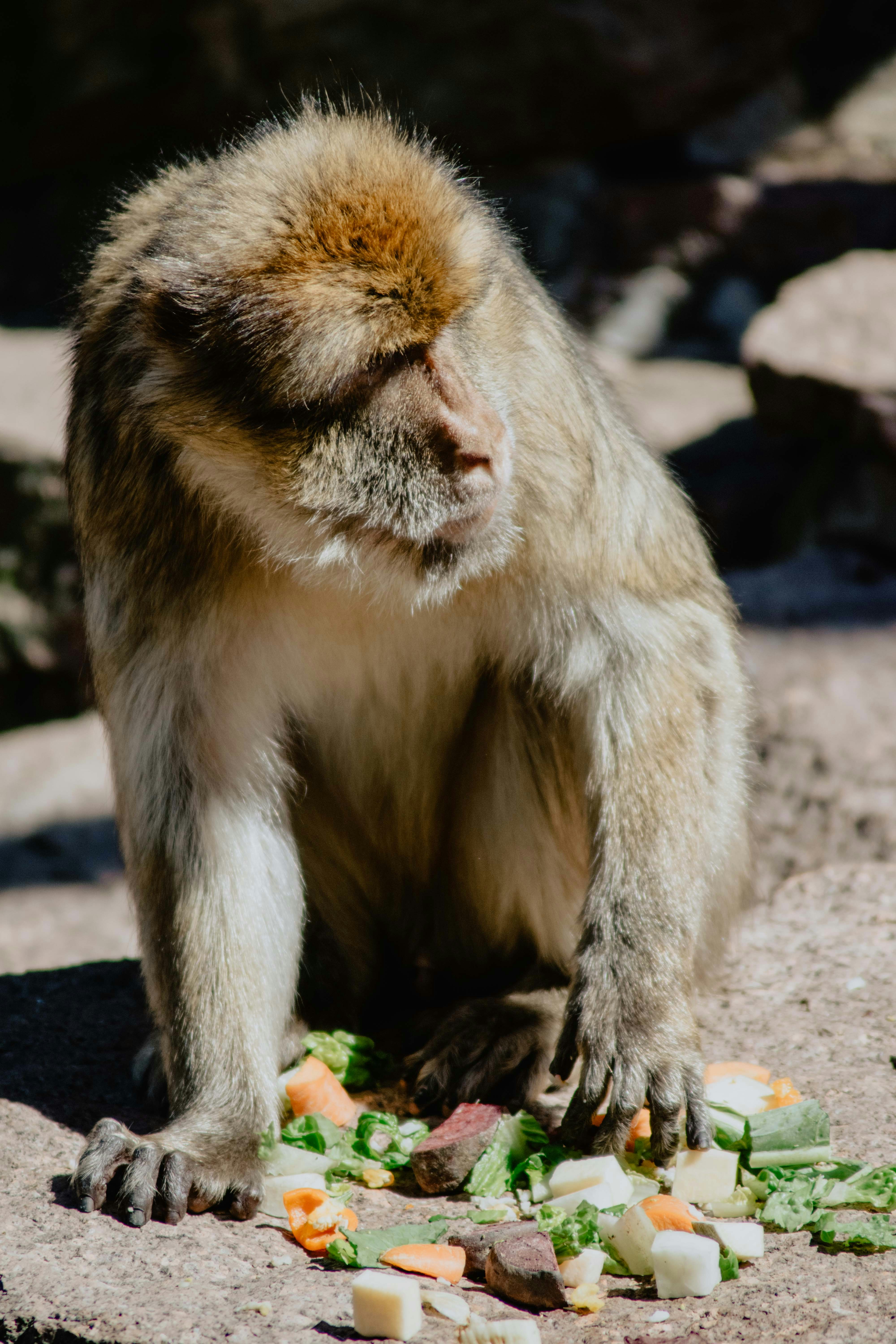 Sunlit Macaque Pause Over Scattered Vegetables