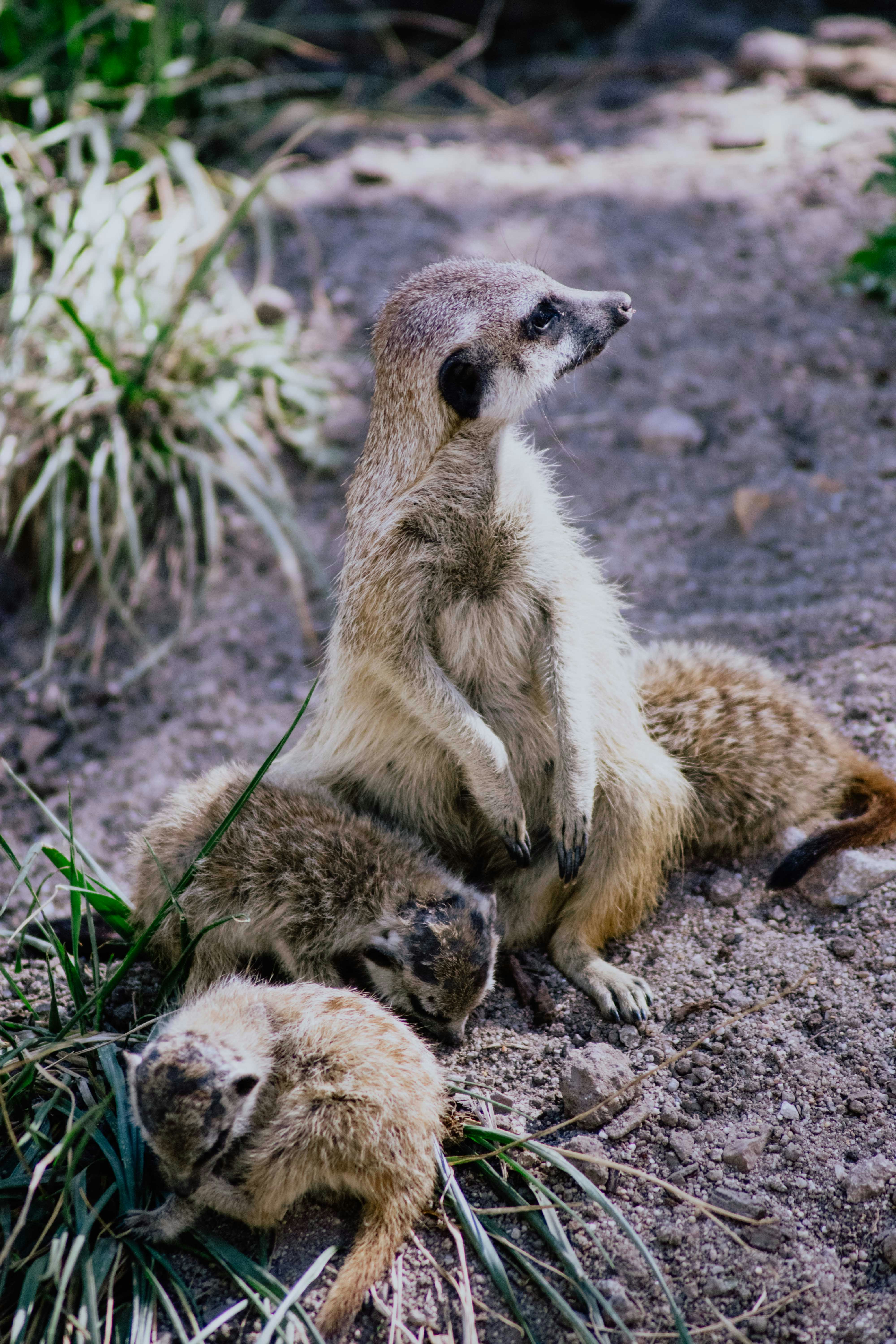 Vigil by the Grains: A Meerkat Stands Guard Among Resting Companions