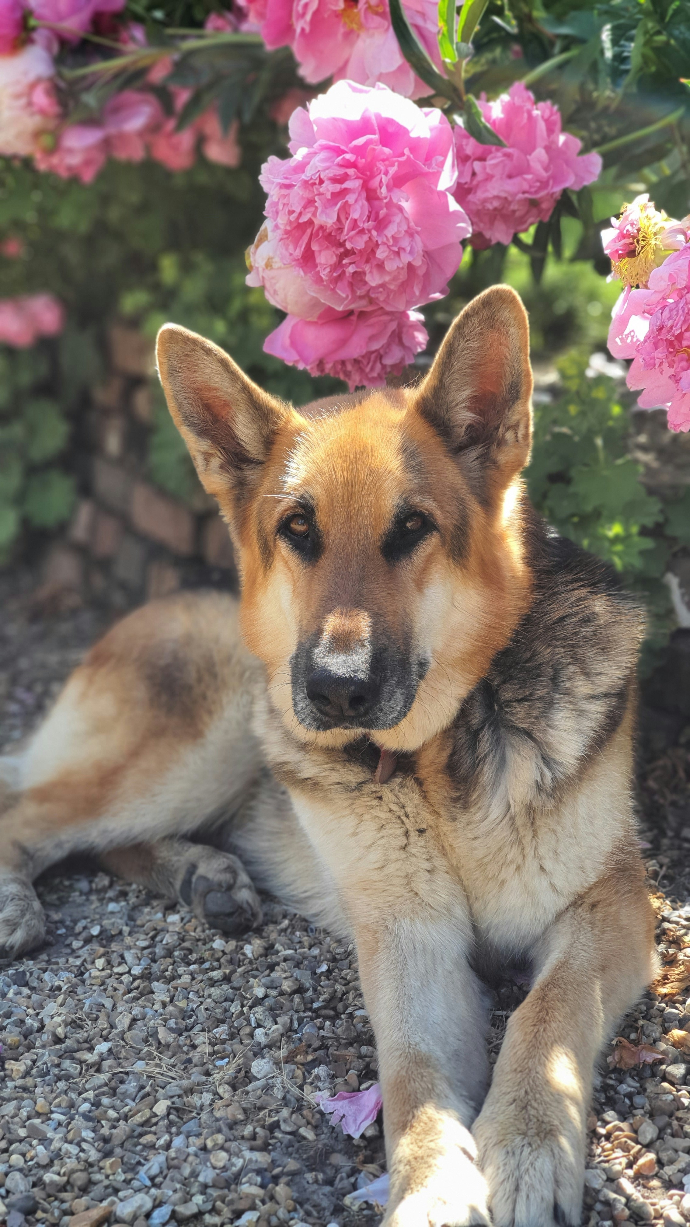 German Shepherd lounges on pebbled ground beneath vibrant pink peonies, capturing a serene sunlit garden moment.