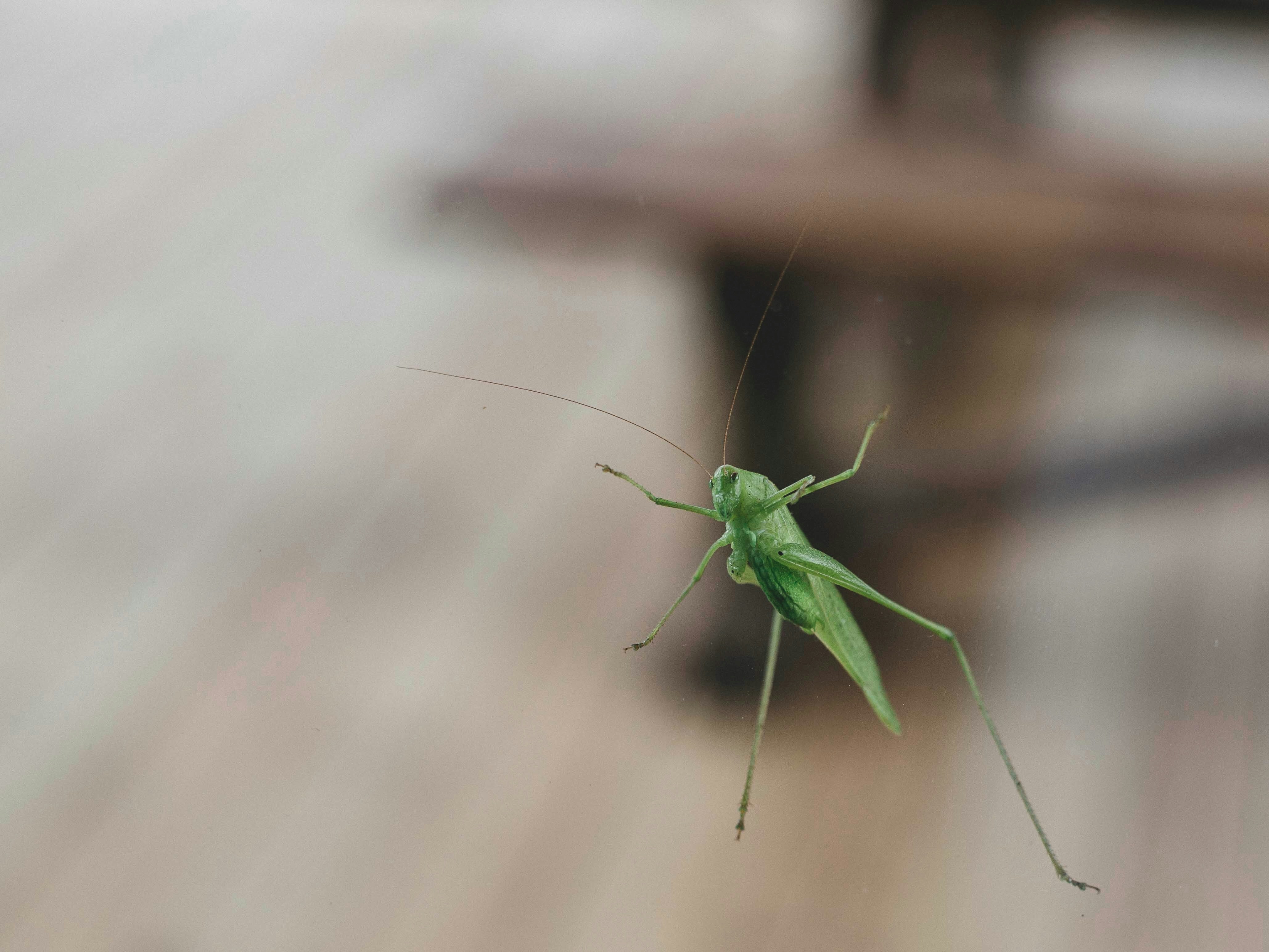 A vibrant green grasshopper clings to a transparent surface, showcasing its intricate details against a blurred wooden backdrop.