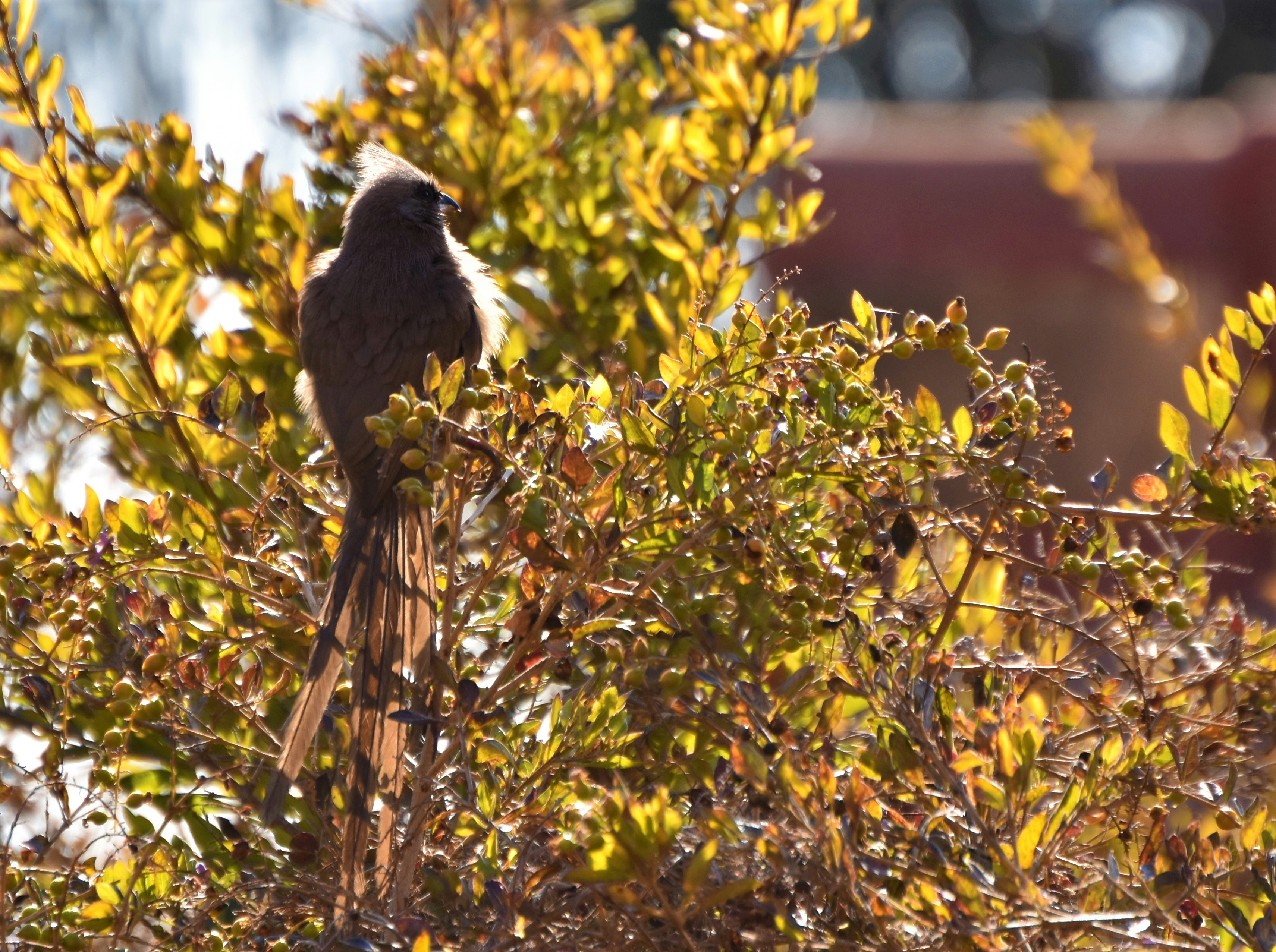 Sunlit Bramble Perch: Brown Warbler in Golden Foliage