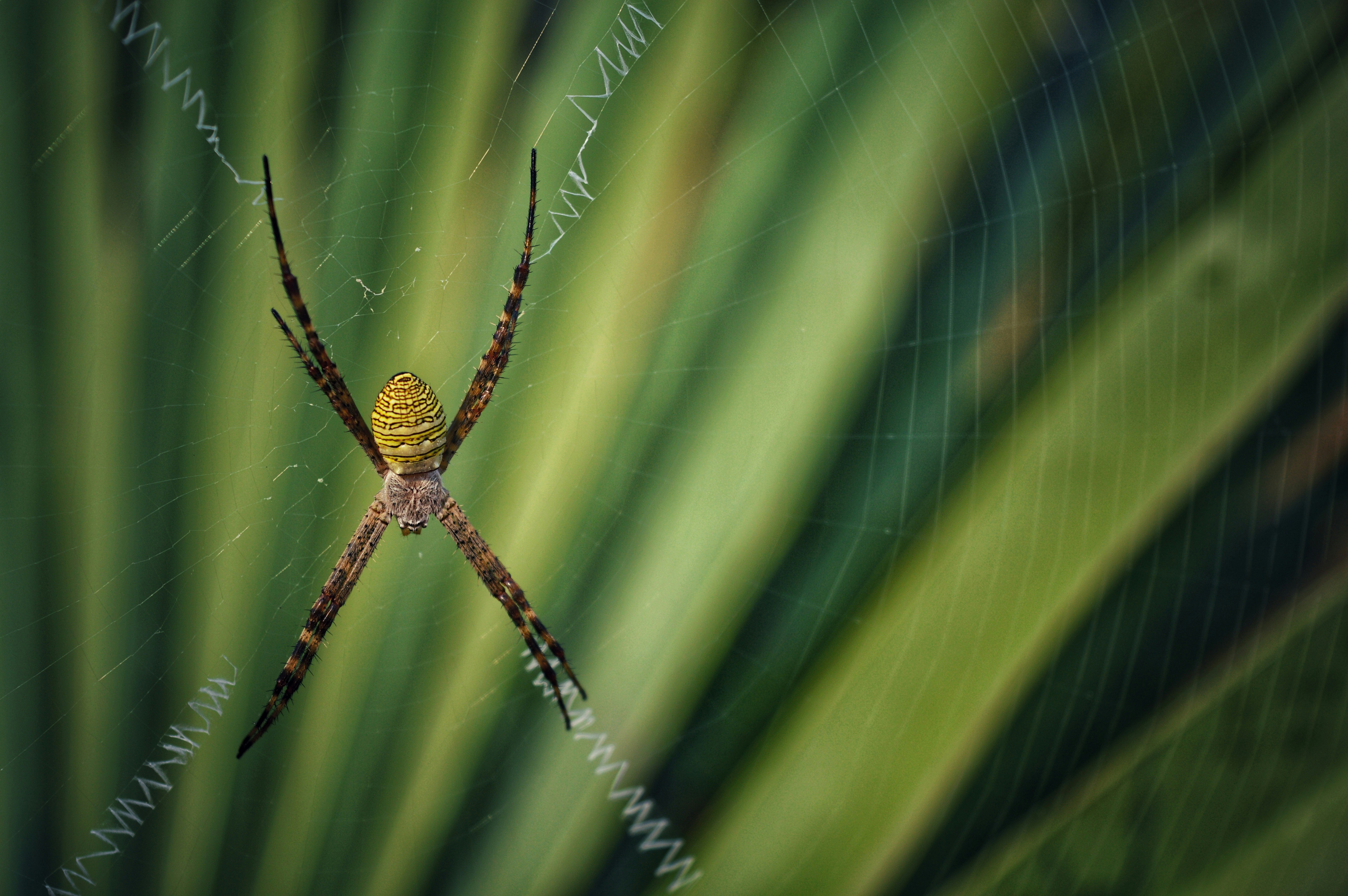 Gold-Backed Orb Weaver Centered in a Web of Spikes