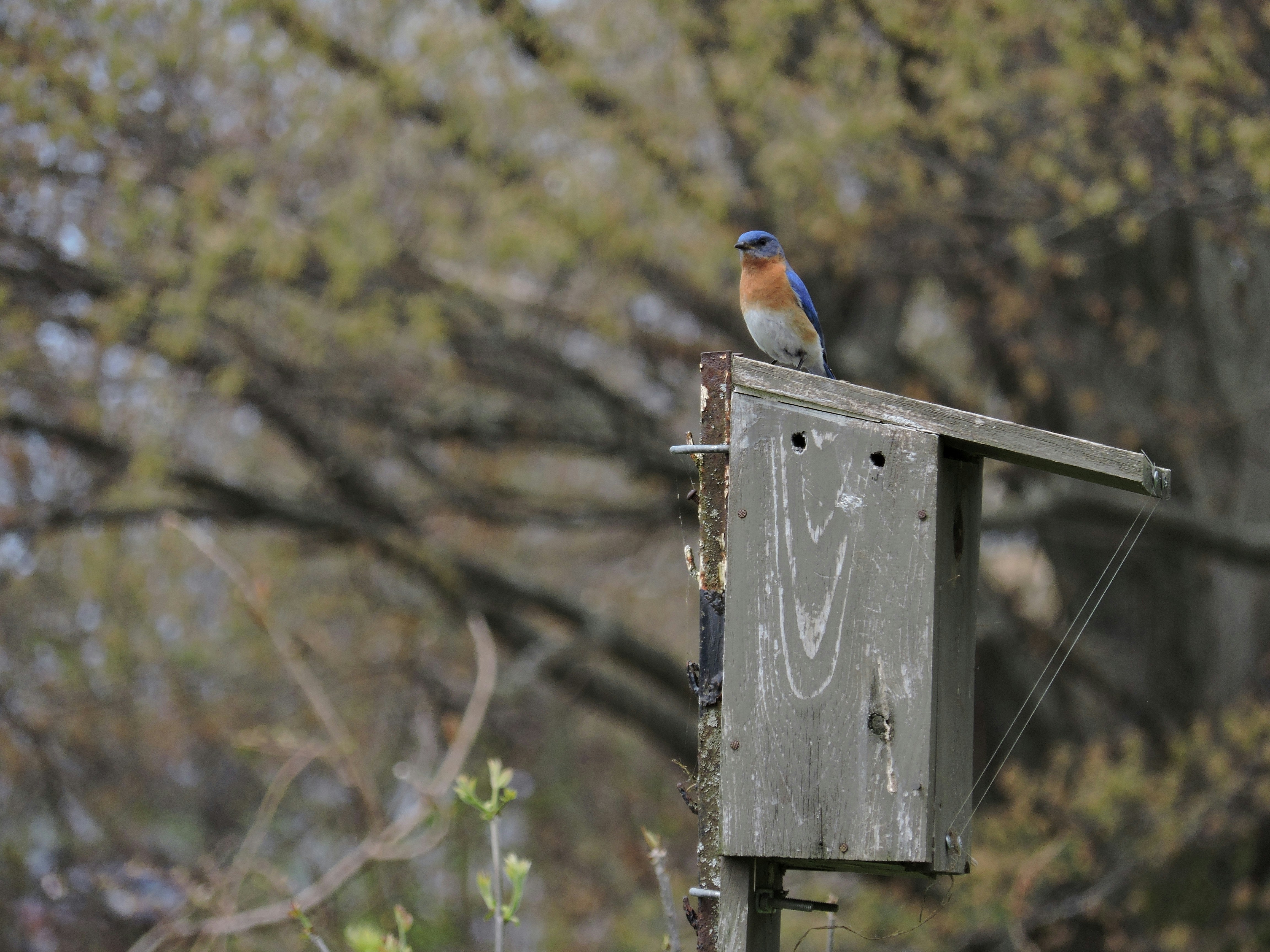 Bluebird perched on a weathered birdhouse atop a wooden post with budding trees in the background.
