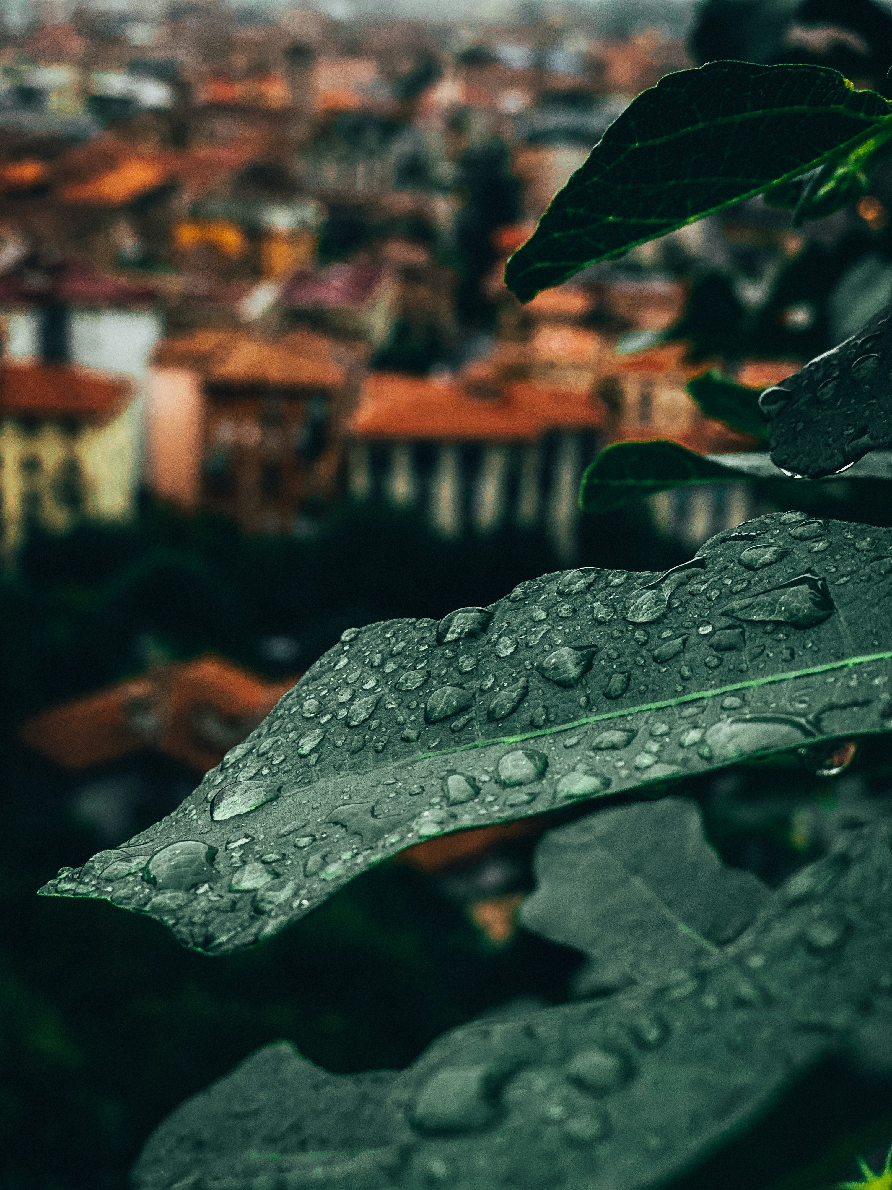 Dew-Kissed Leaf Framing a Terracotta Cityscape
