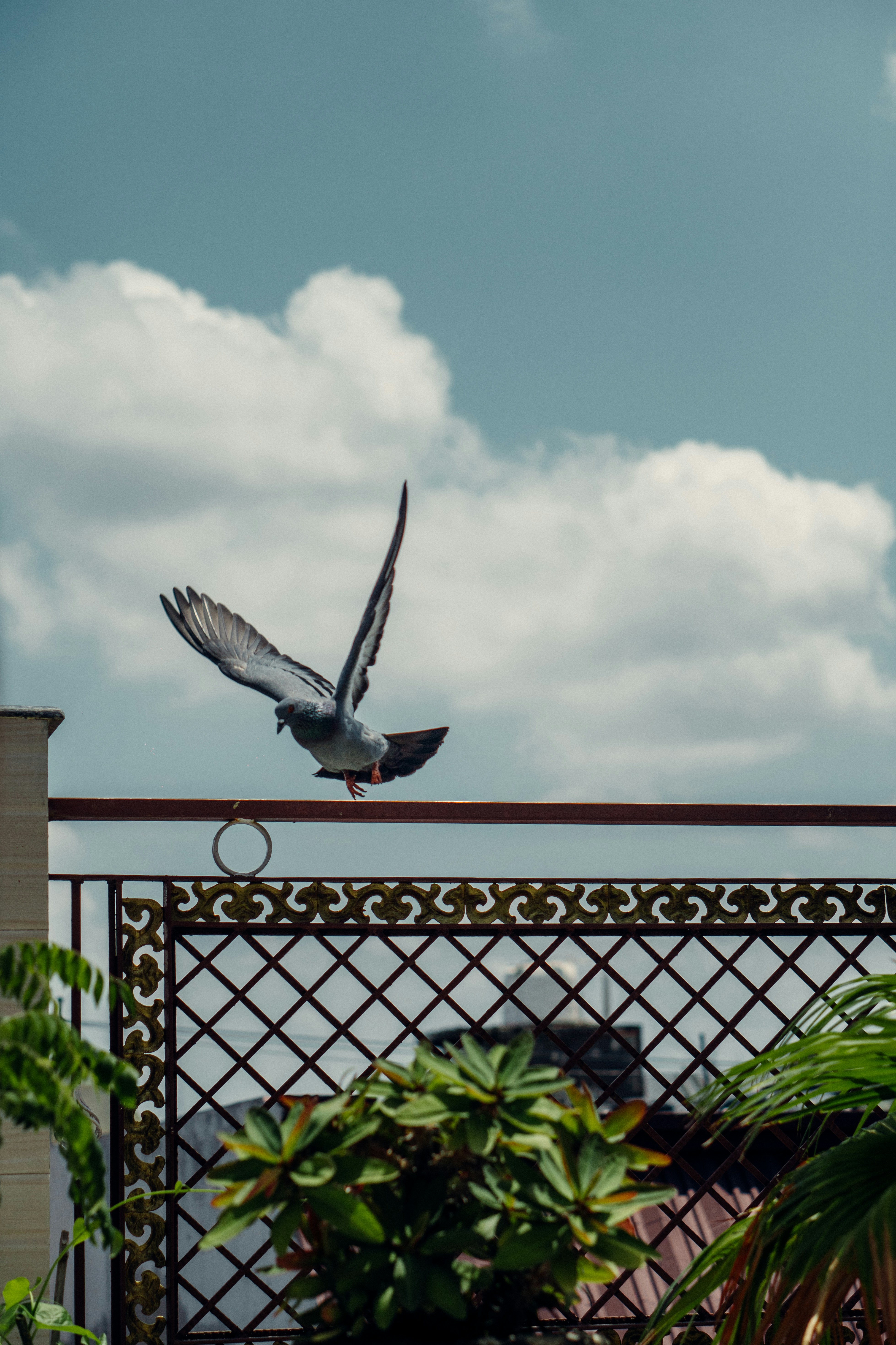 Mid-Flight Leap: Pigeon Emerges from Ornate Balcony Rail Against a Clear Sky