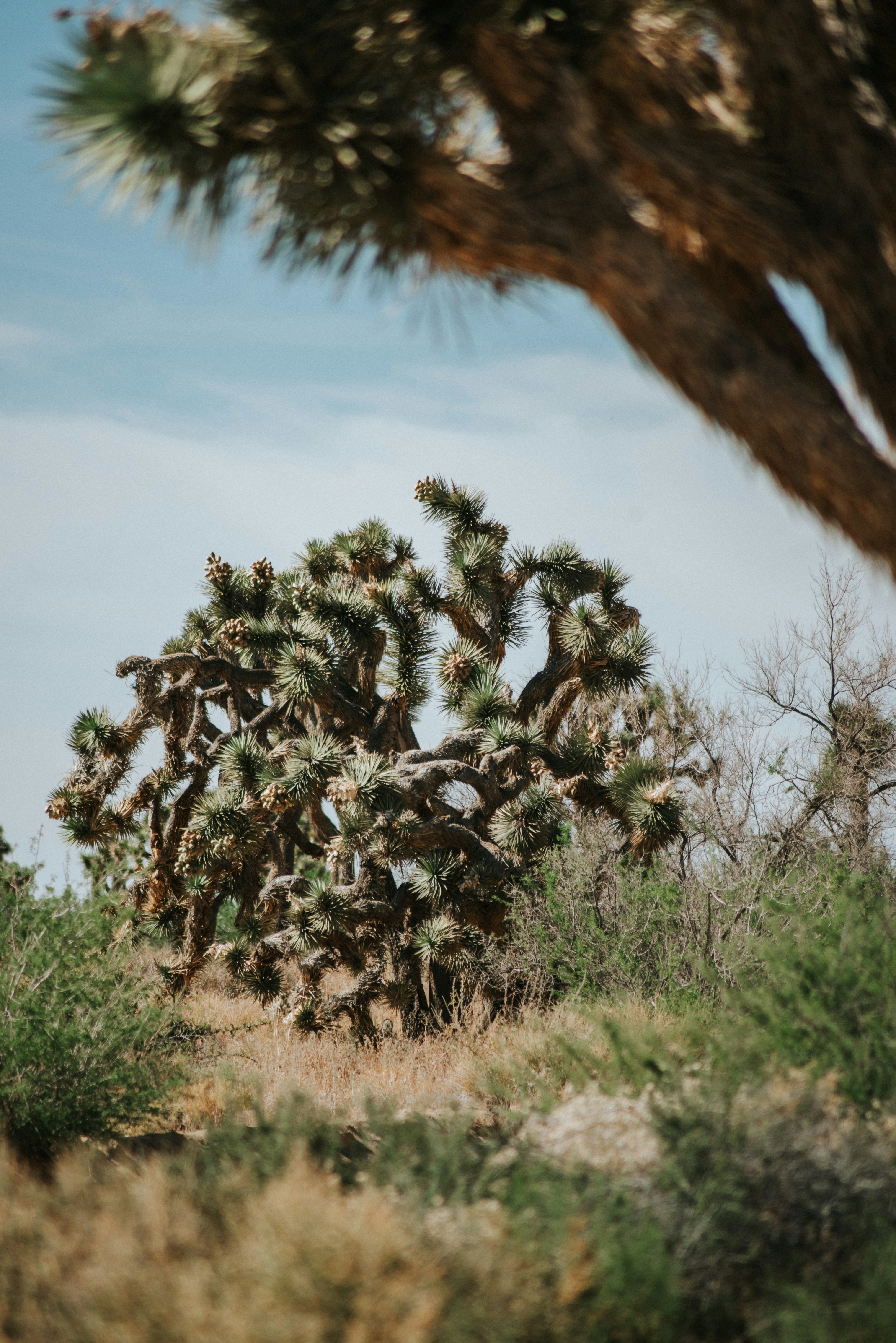 Joshua tree