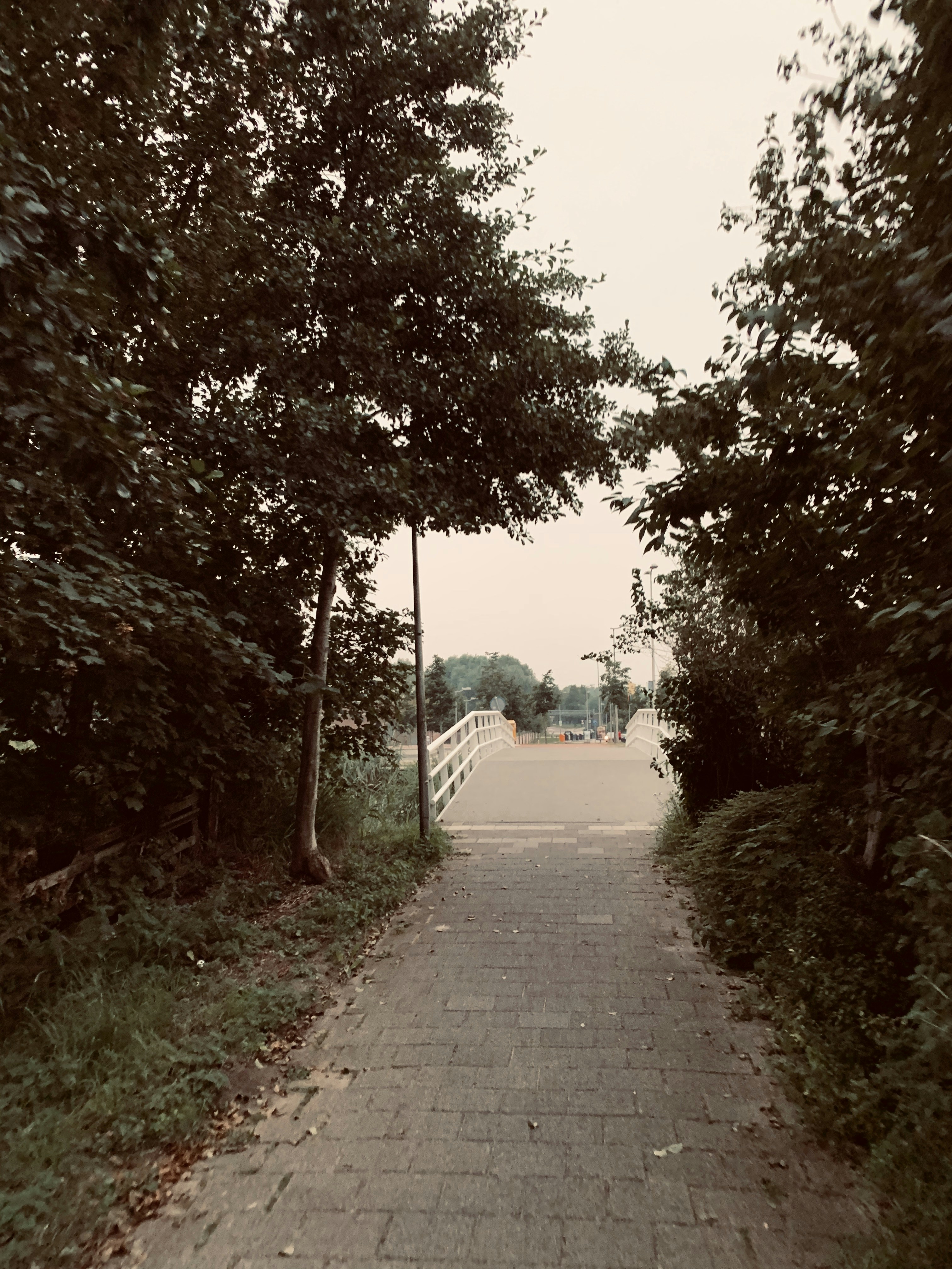 A serene pathway framed by lush trees leading towards a bridge in the distance. The warm tones create a tranquil atmosphere.