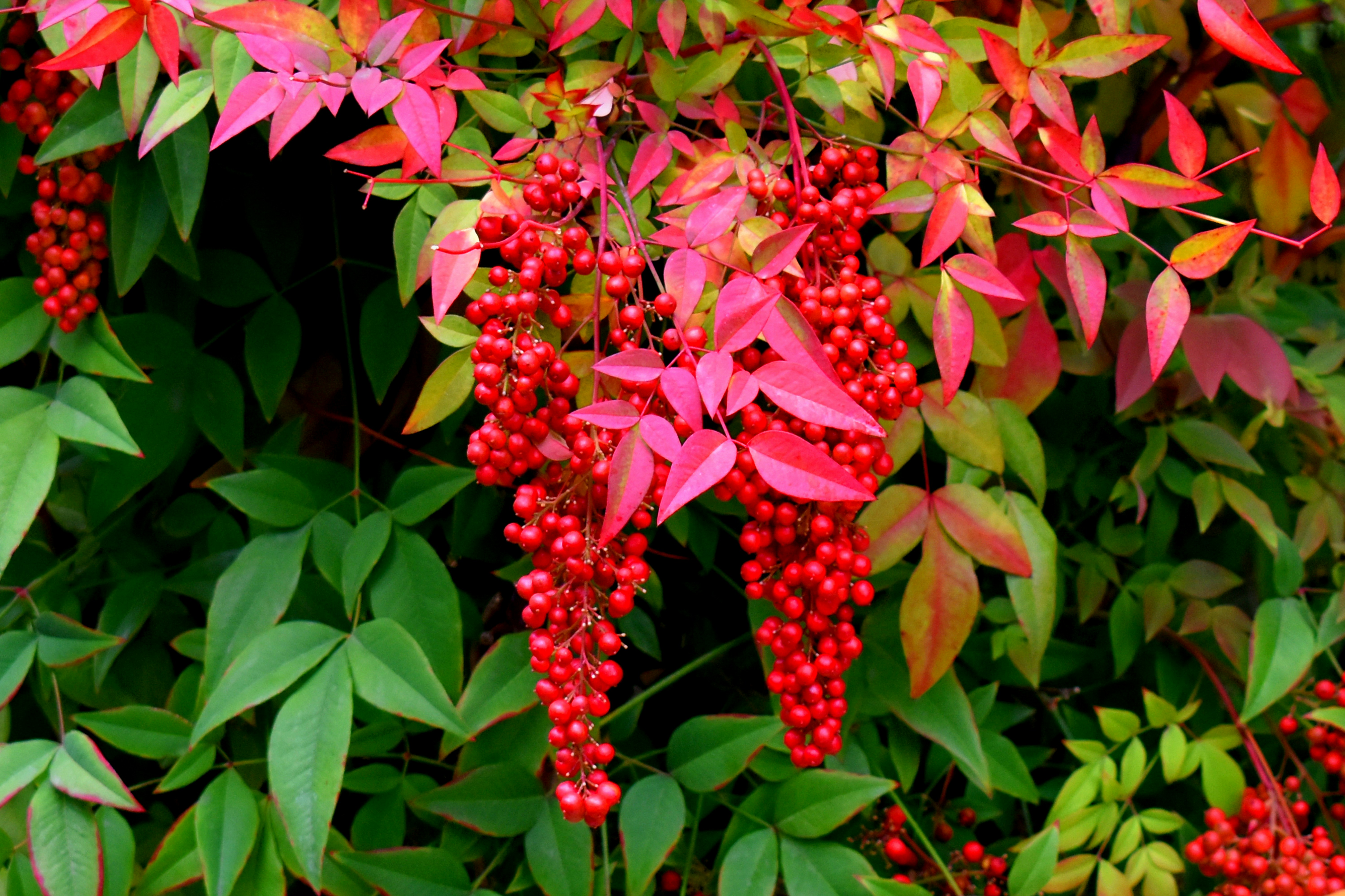 red and green leaves plant