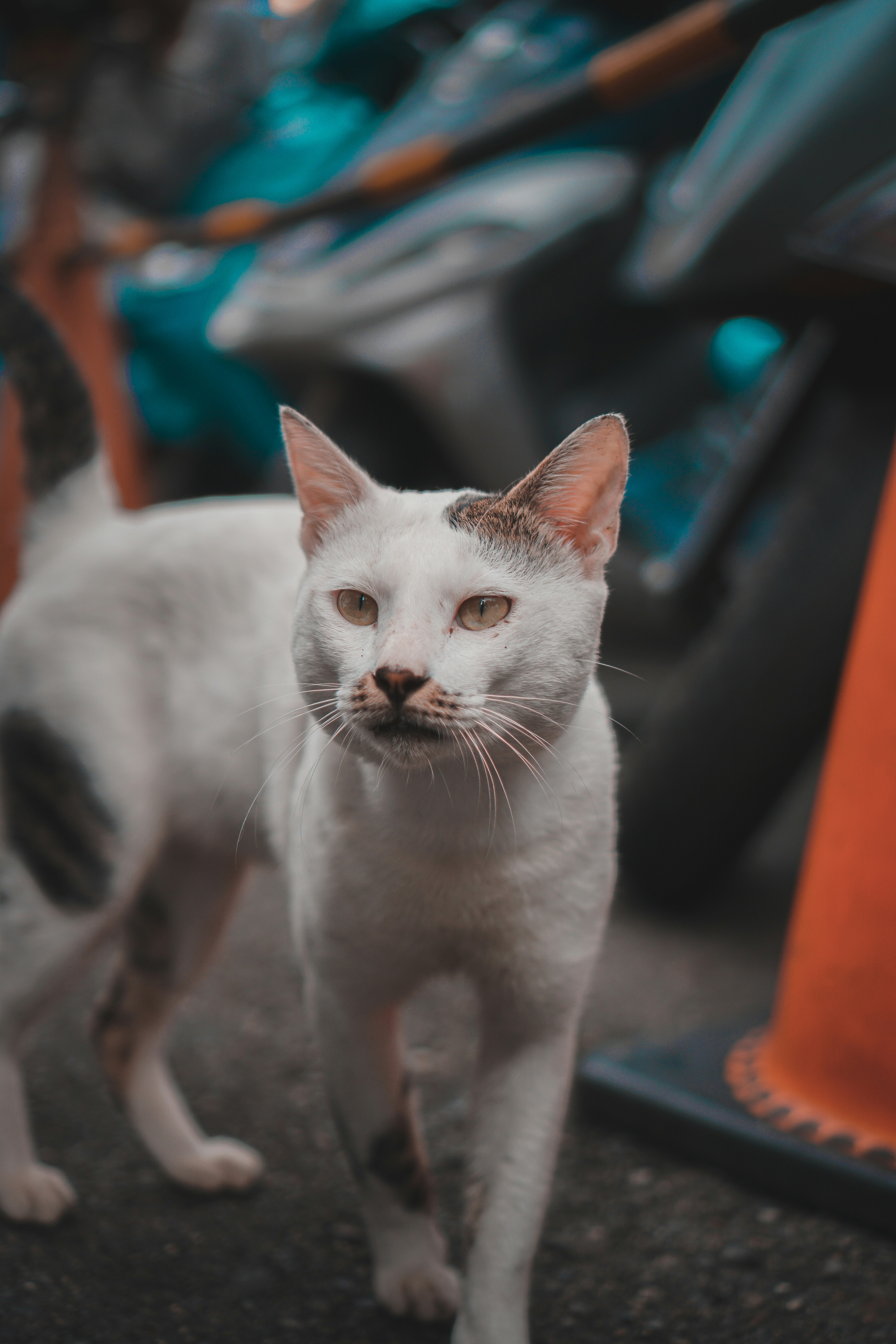 Cat photo shot on Sony Alpha 6300