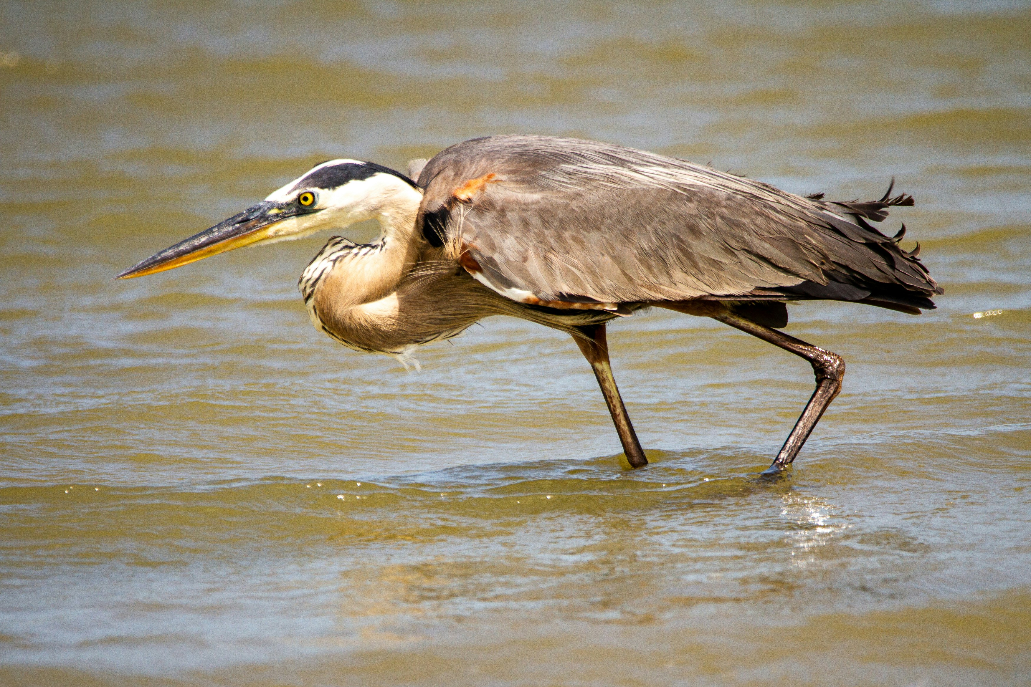 Beaked Focus: A Grey Heron Wades Sunlit Shallows