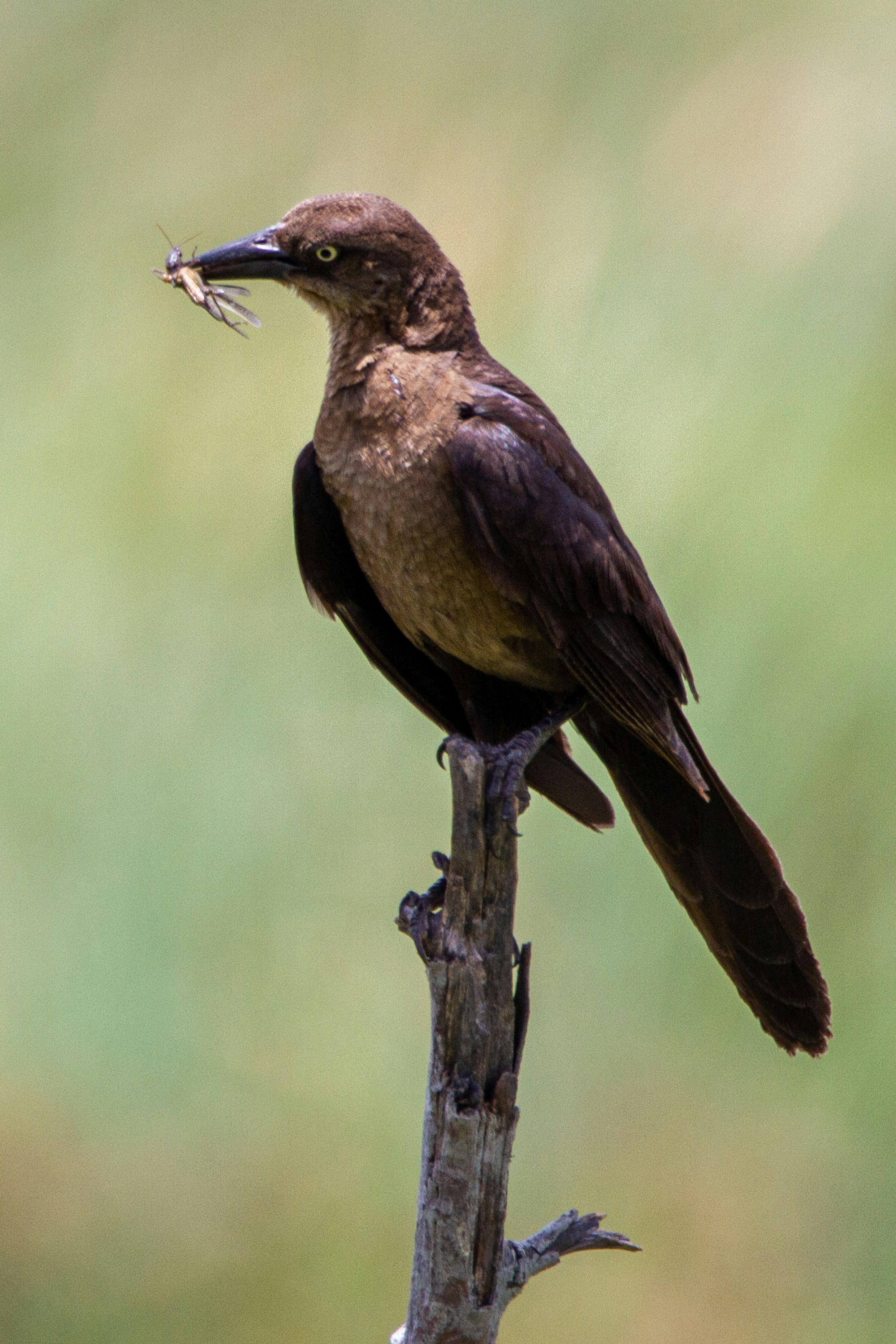 Dragonfly Predator: A Purple-Headed Starling Claims Its Catch