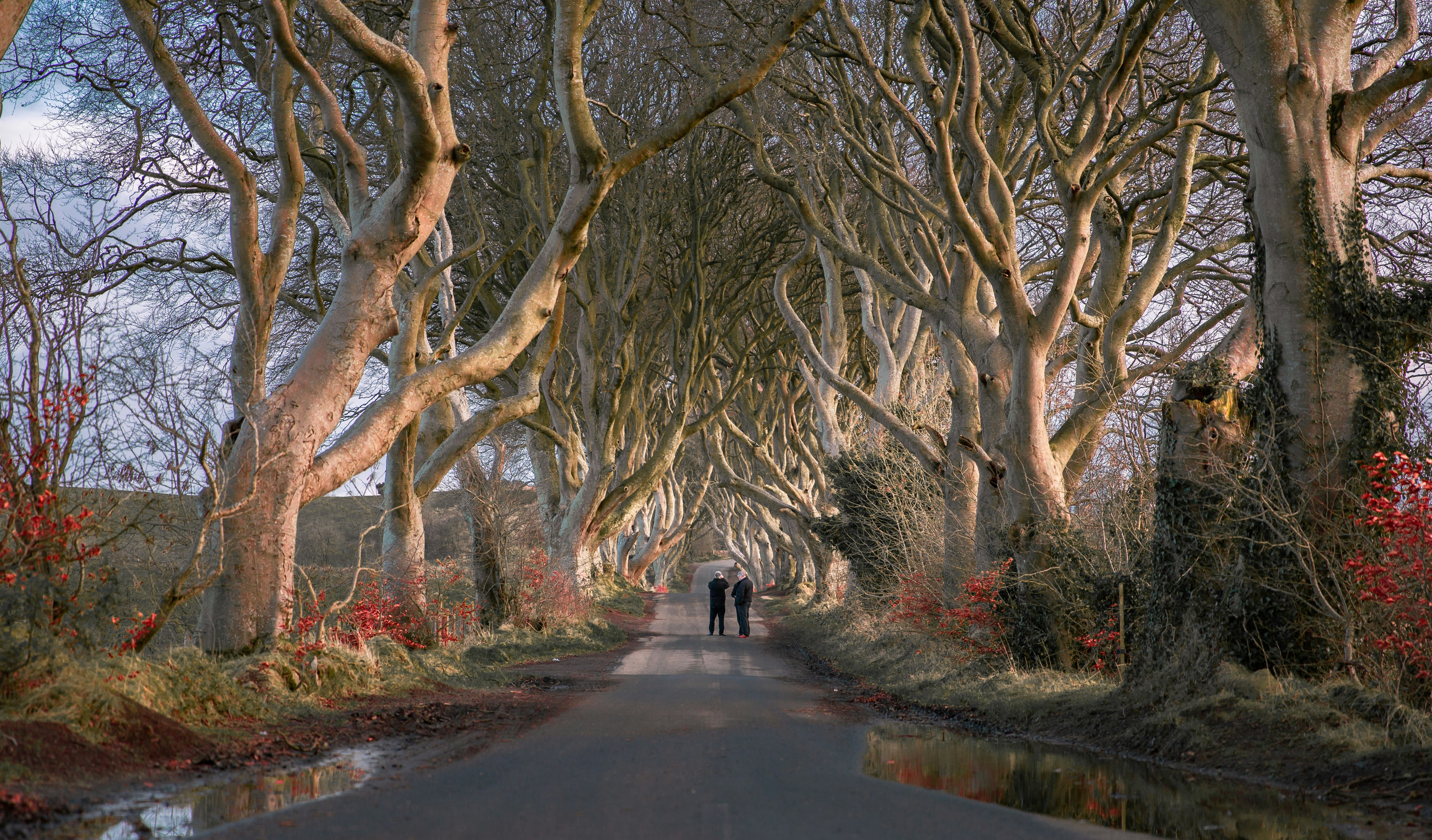Majestic, intertwined trees form a natural archway over a serene country road, with two figures walking beneath.