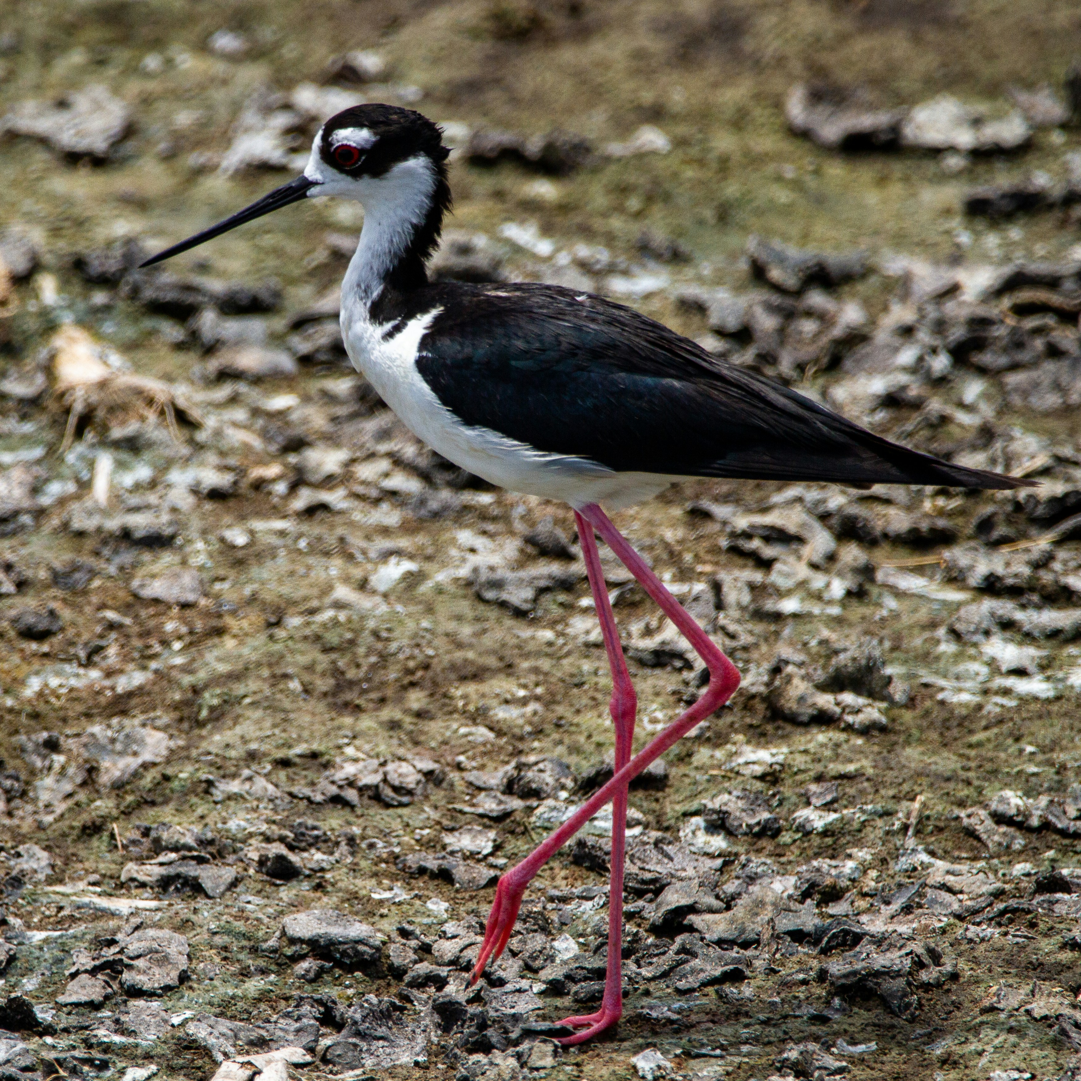 Long-legged Contrast: A Black-Necked Stilt Navigates Mud Flats