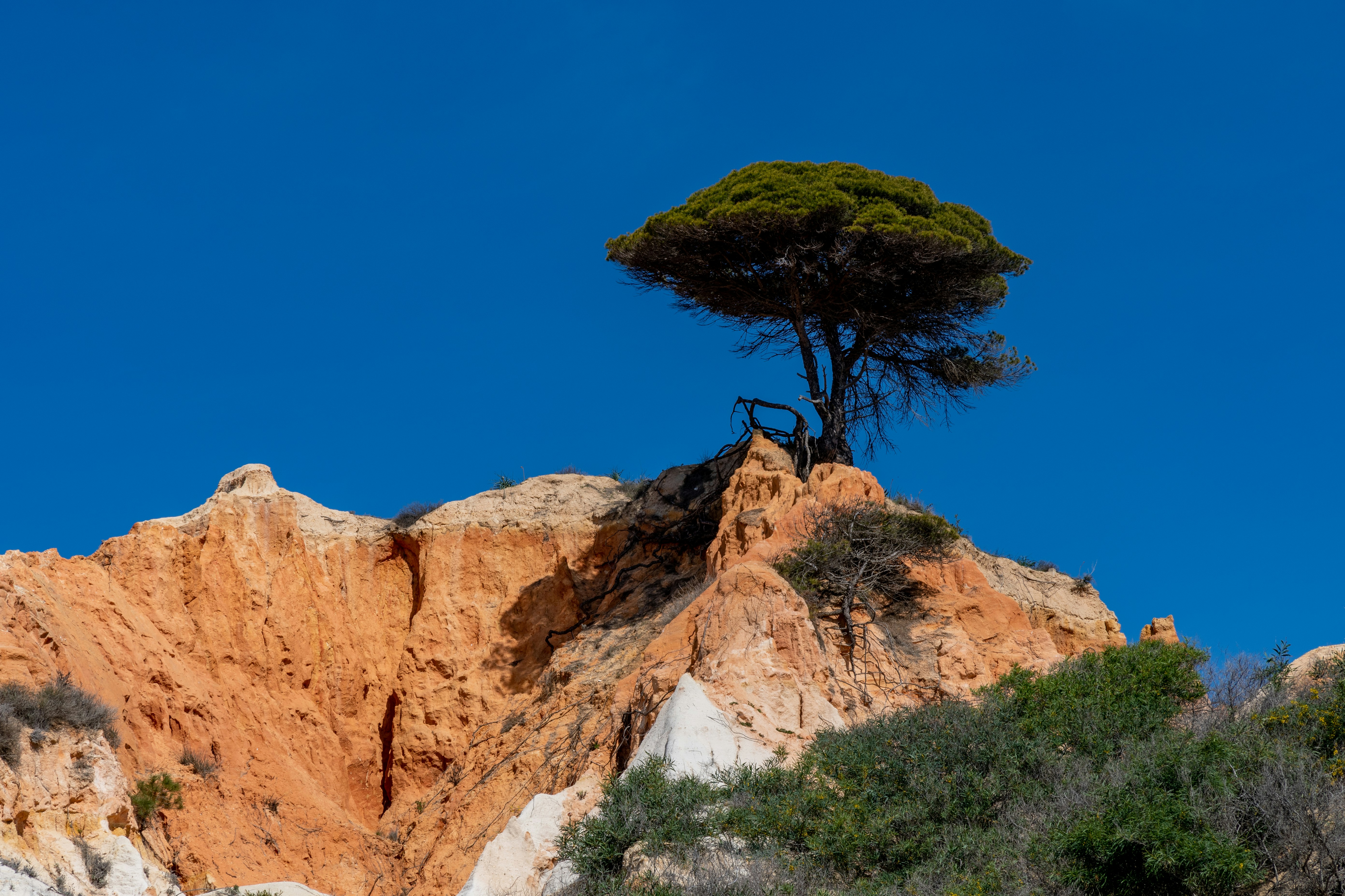 Lone Pine Crowned on a Rust-Orange Cliff Under a Cerulean Sky