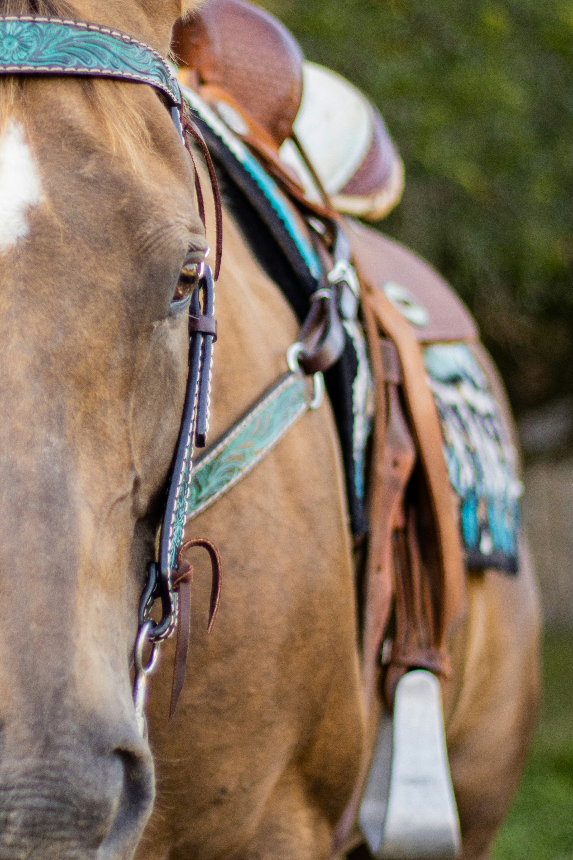 Turquoise Tack and Weathered Leather: A Close-Up Portrait of a Saddled Horse
