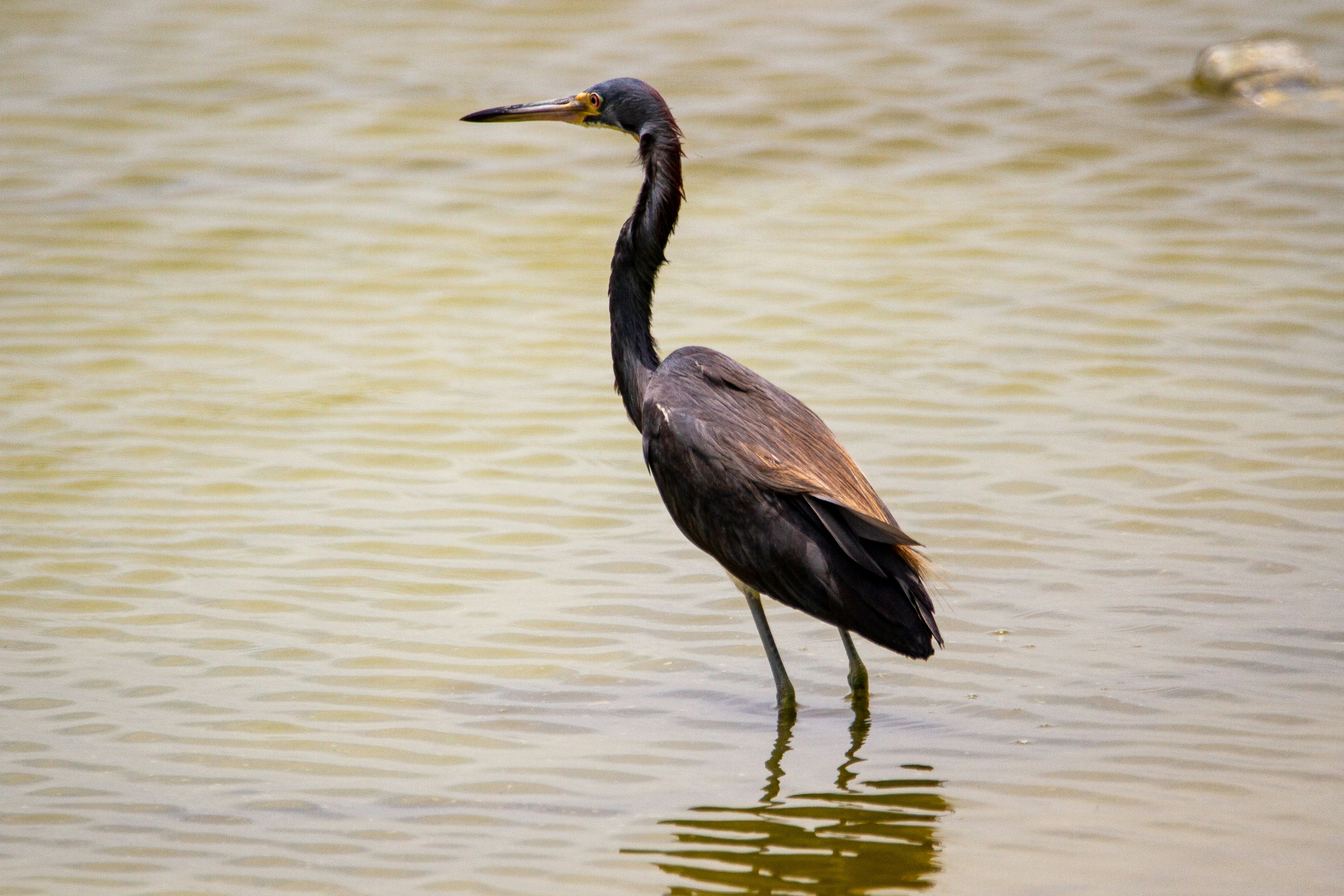 Foto Cigüeña negra en el agua durante el día – Imagen PUERTO ARANSAS ...