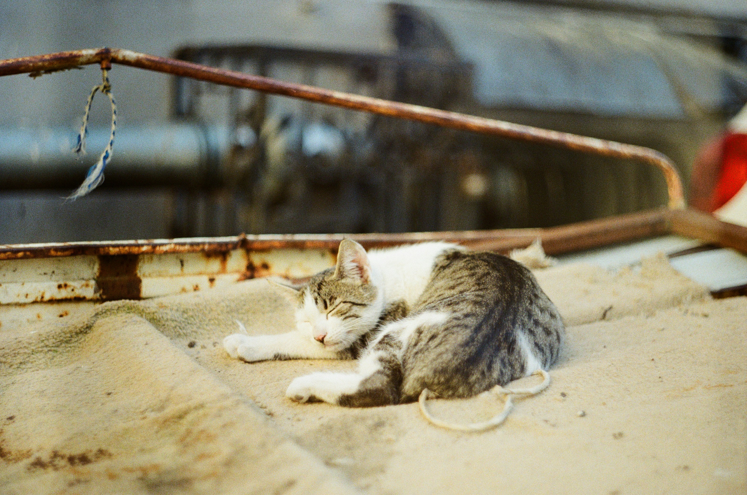 A gray and white cat peacefully napping on a worn, textured surface, surrounded by rustic elements. The scene captures a moment of tranquility in an urban setting.