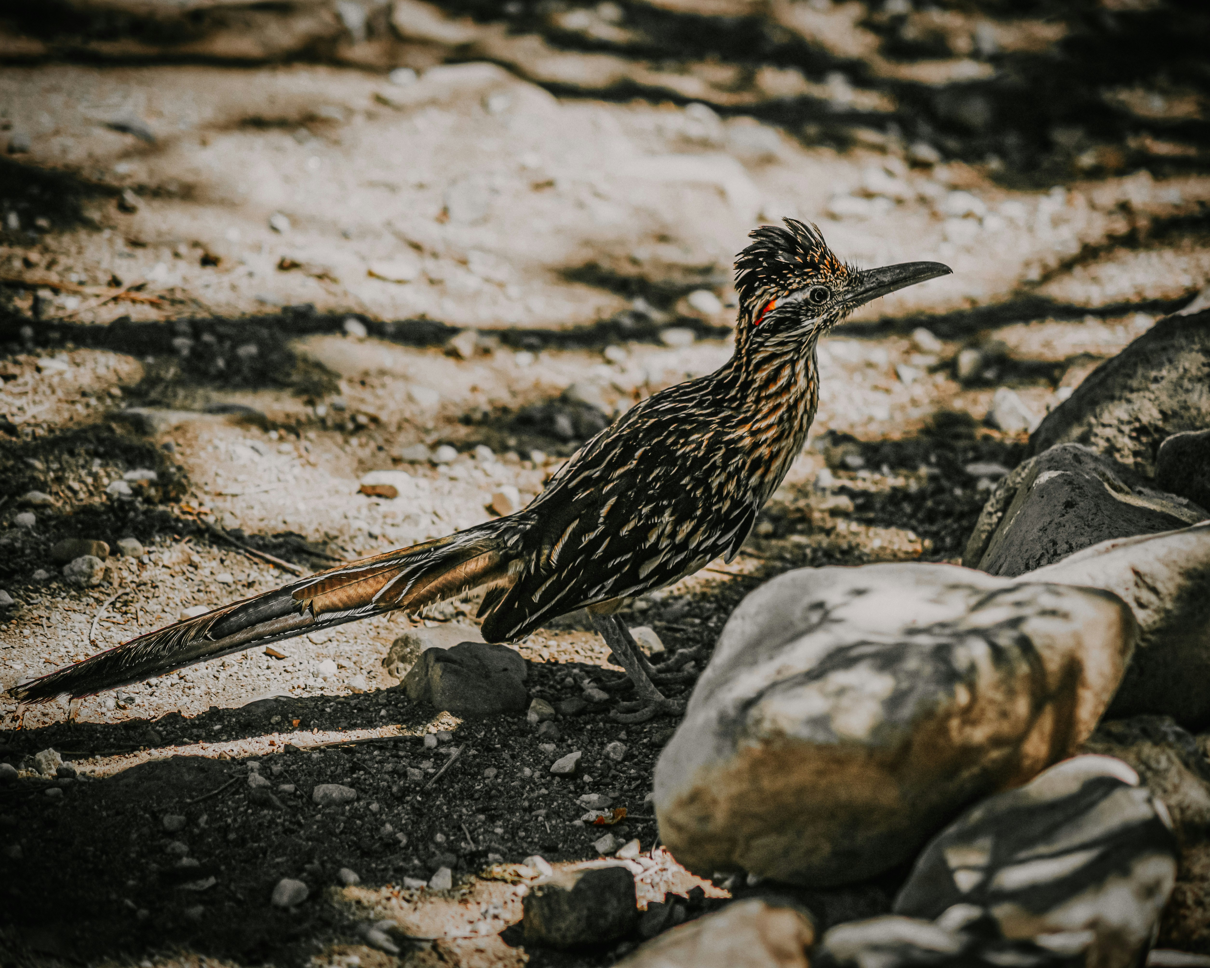 A roadrunner stands poised on a rocky desert floor, showcasing its distinctive plumage against a backdrop of sunlit stones and shadows.