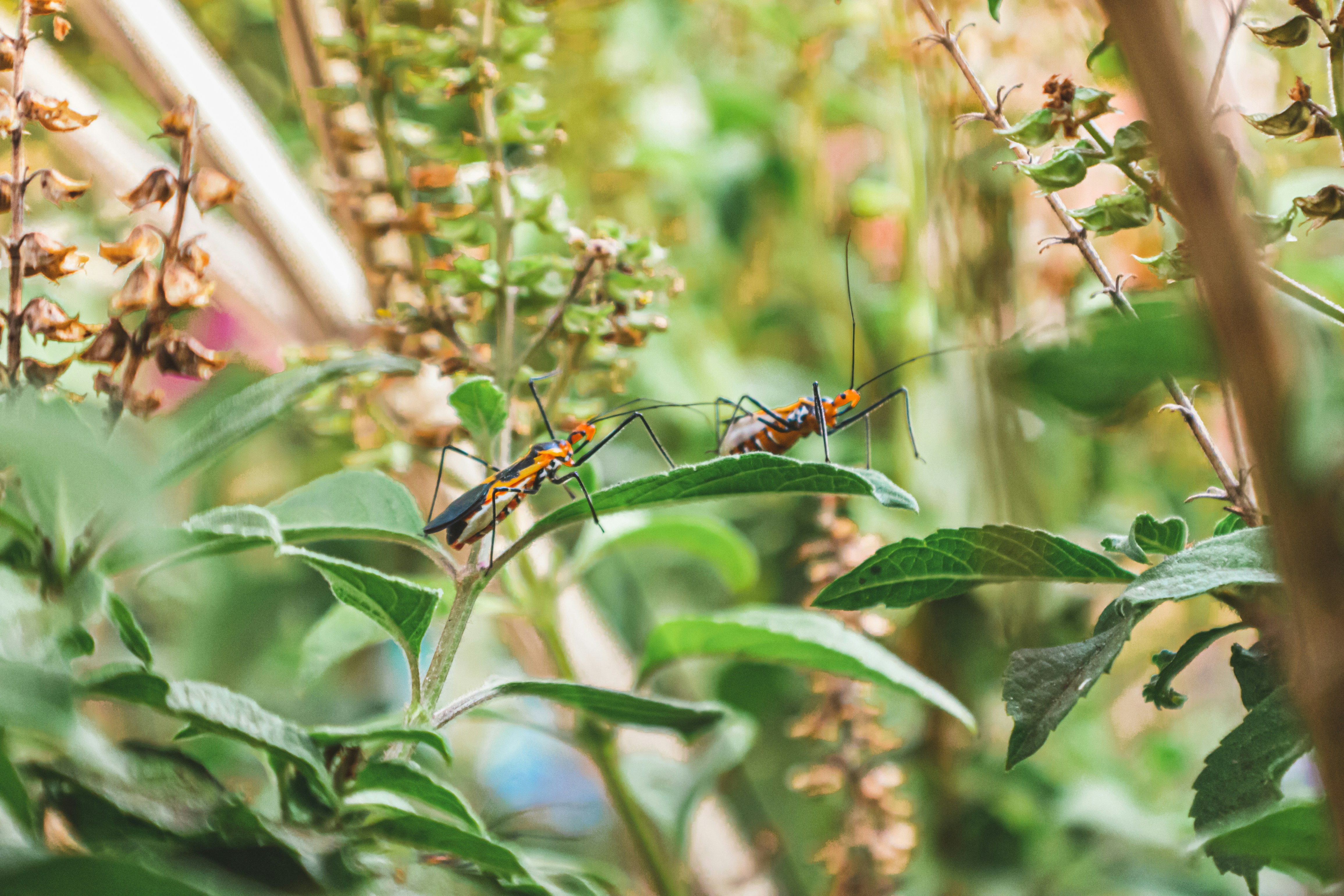 Two blazing-winged insects cross a sunlit green stalks, poised mid-journey