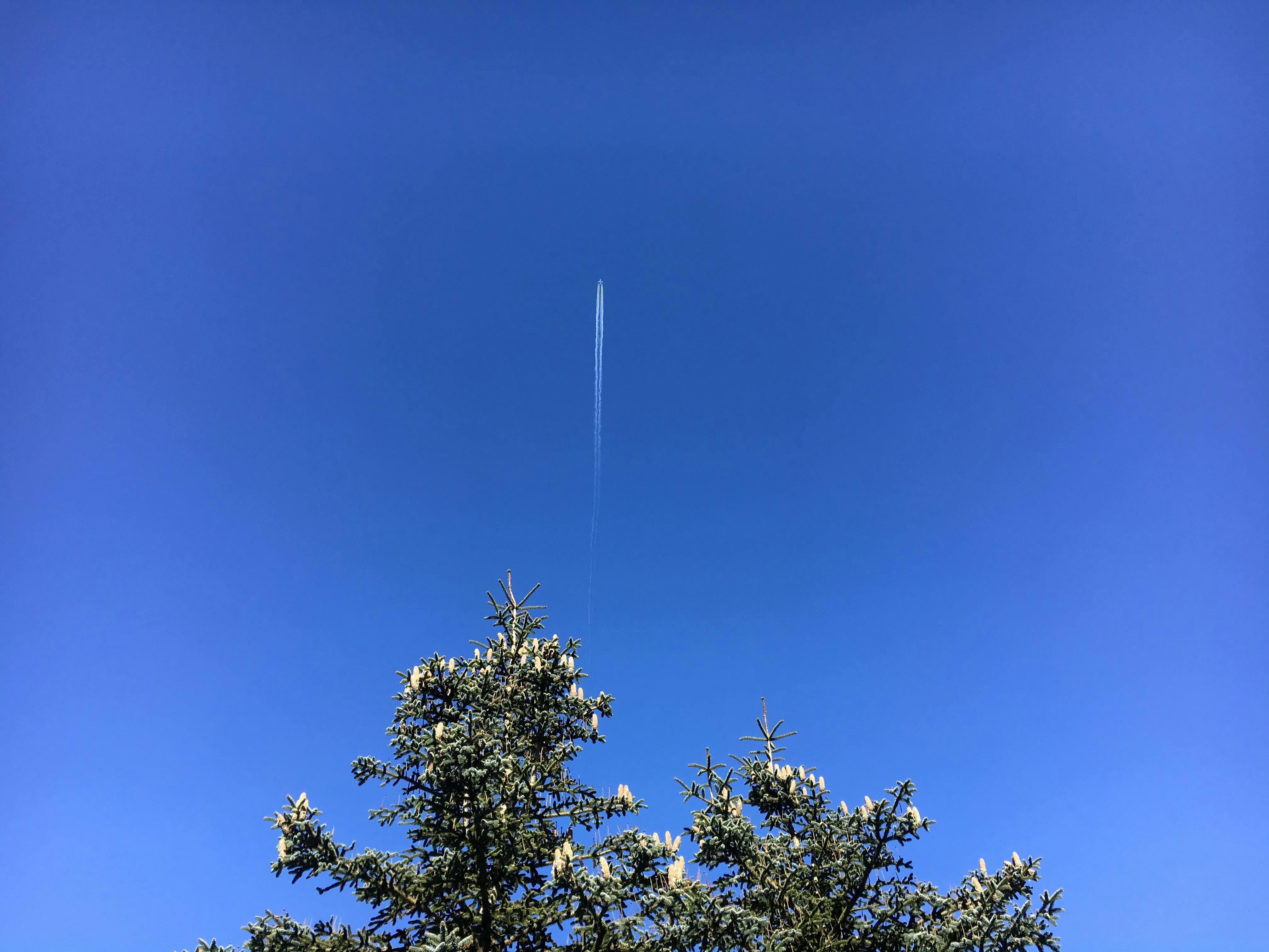 Contrail streaking across a clear blue sky, framed by evergreen branches below.
