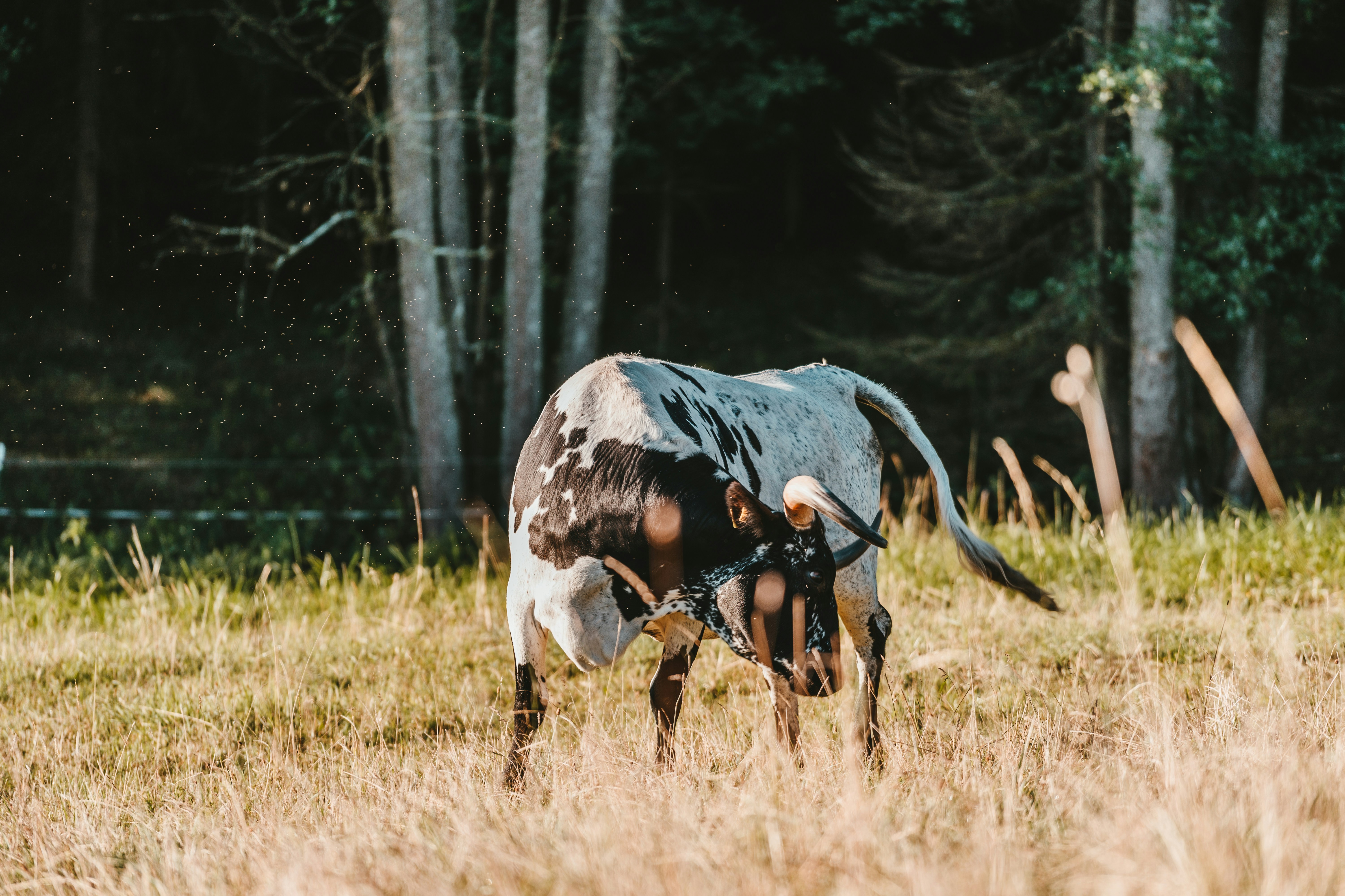 Dusty Pause: A Black-and-White Cow at the Forest Edge