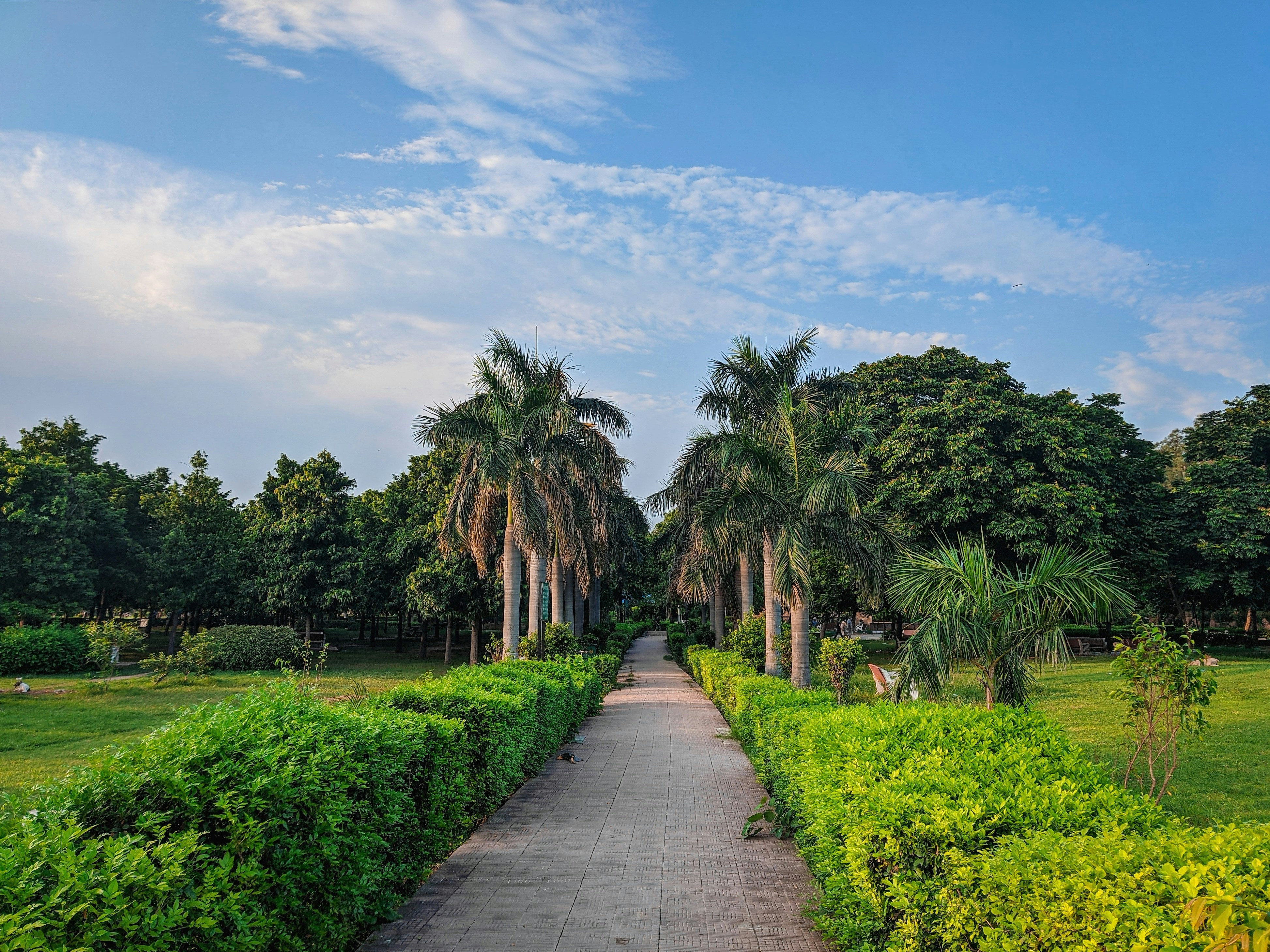 Gray concrete pathway between green trees under blue sky during daytime ...