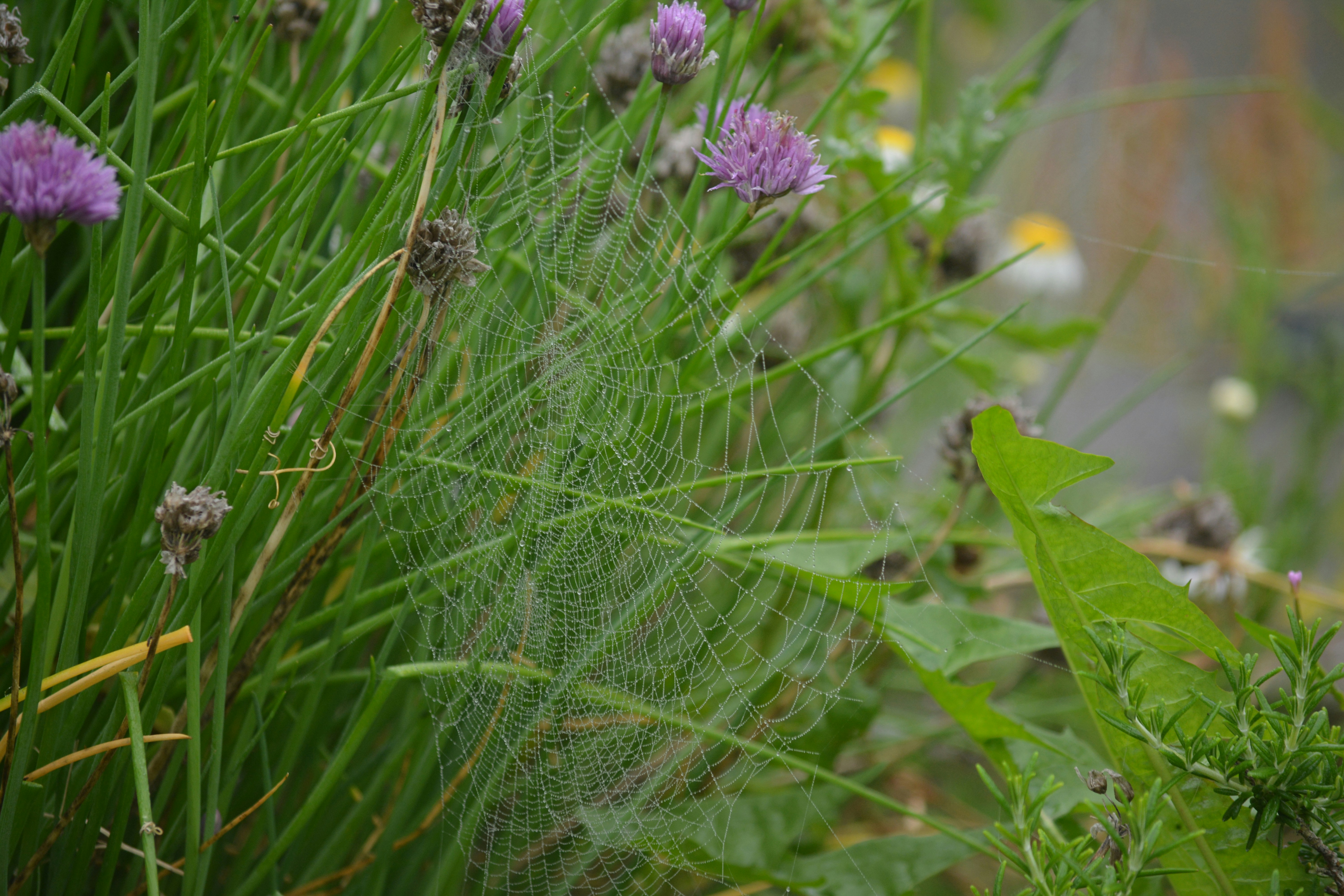 Intricate spider web glistening amidst vibrant green grass and purple flowers, showcasing nature's artistry.