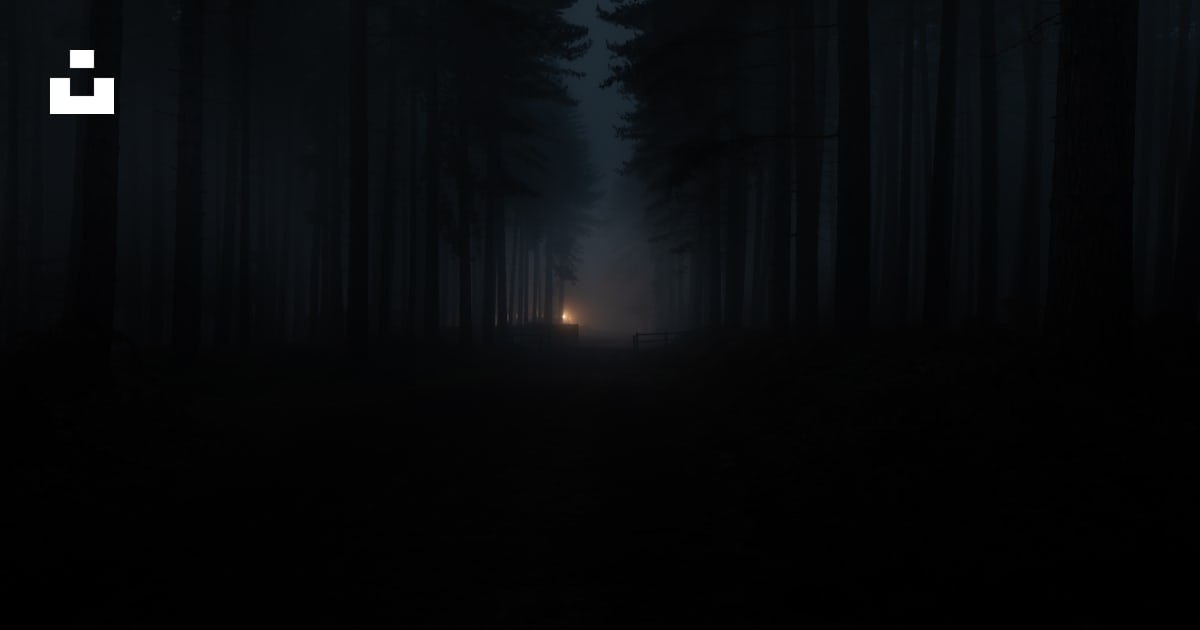 Silueta De La Persona De Pie En El Bosque Durante La Noche Foto