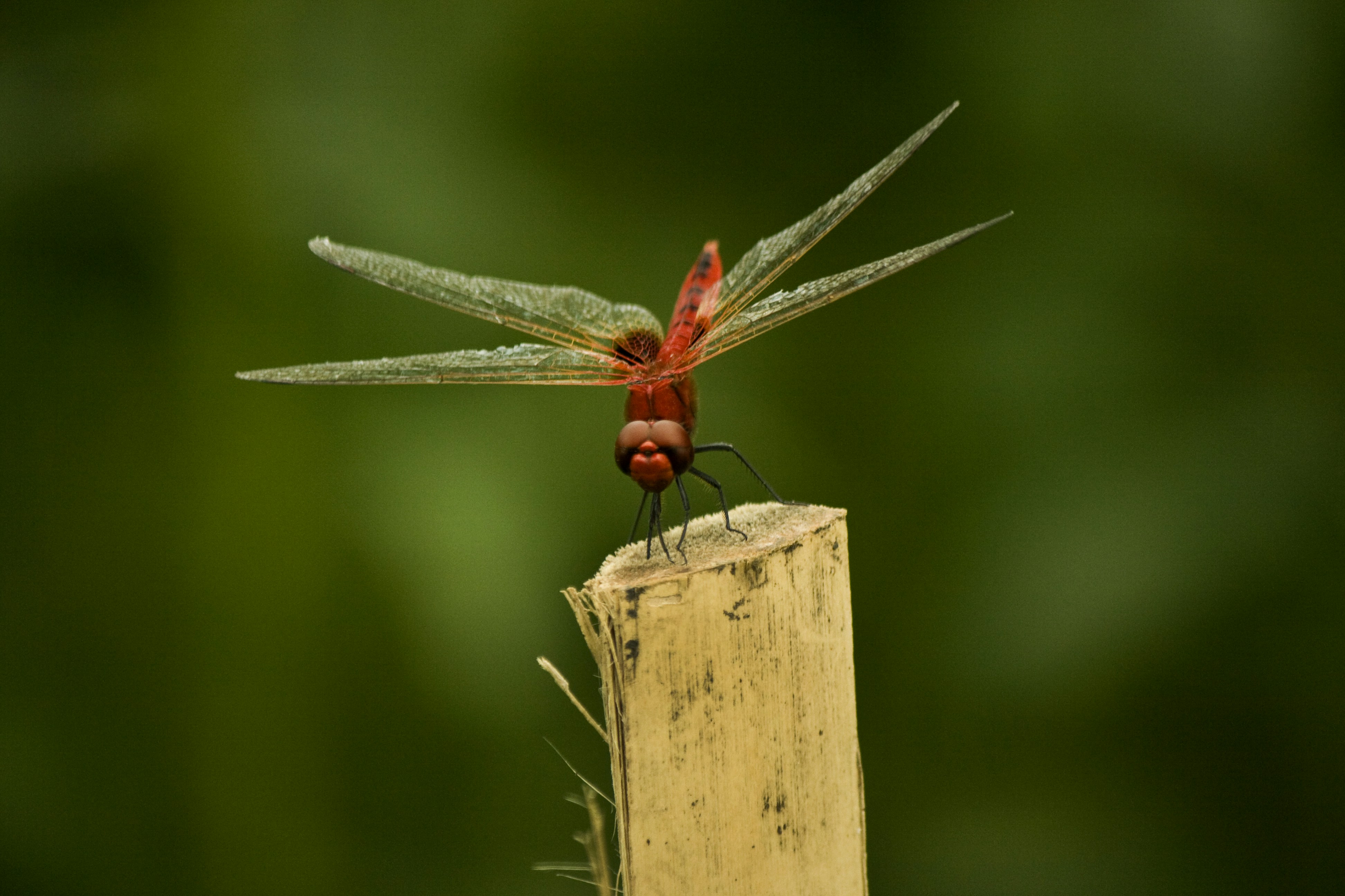 A vibrant red dragonfly perched on a bamboo stalk, showcasing intricate wing patterns against a soft green backdrop.