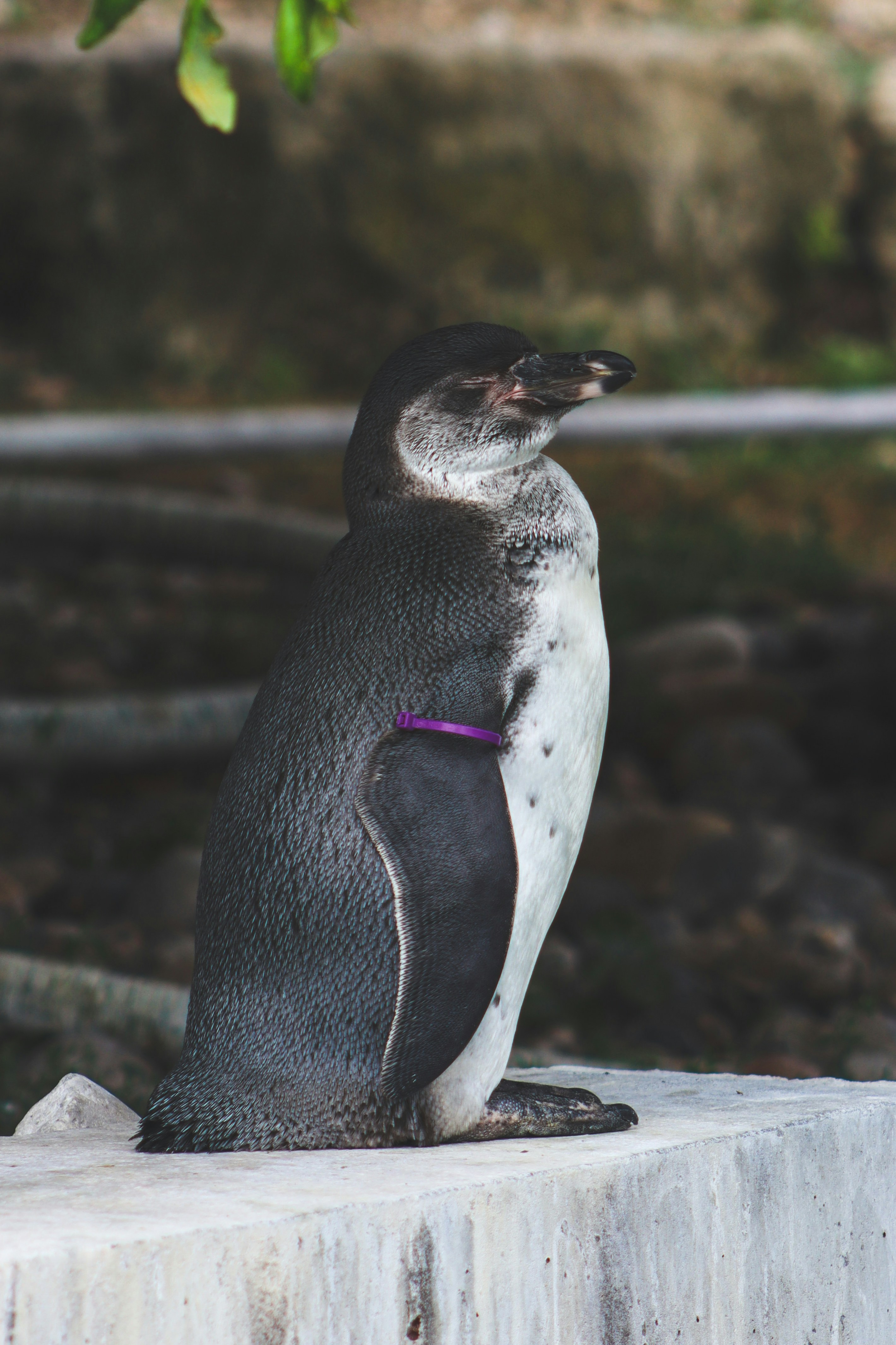 Purple-banded Penguin Portrait on a Quiet Waterfront Ledge
