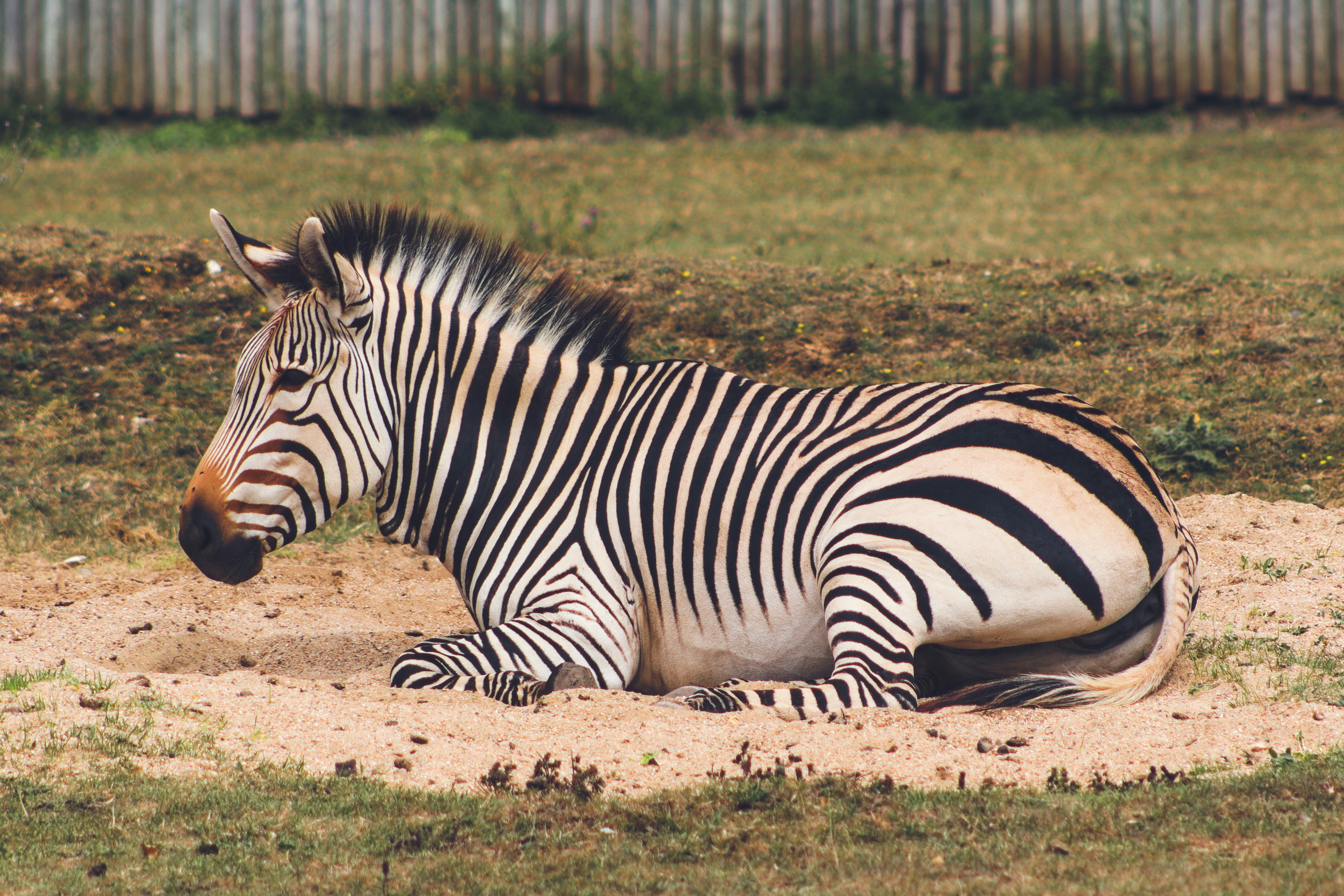 Resting Zebra by the Fence: A Quiet Portrait in Stripes