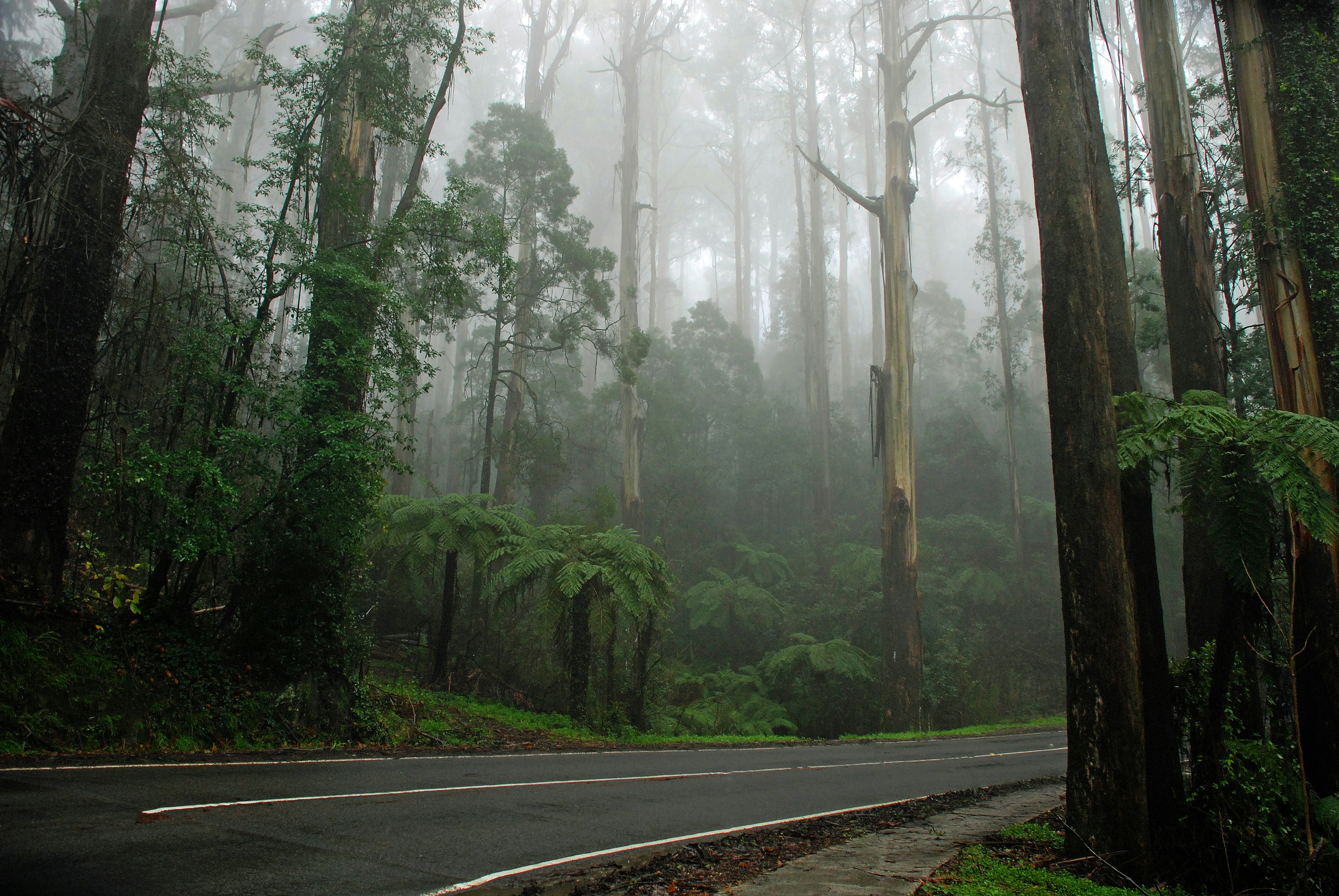 Curving road through a dense, fog-laden forest with towering eucalyptus trees and lush ferns. The atmosphere evokes a sense of mystery and tranquility.
