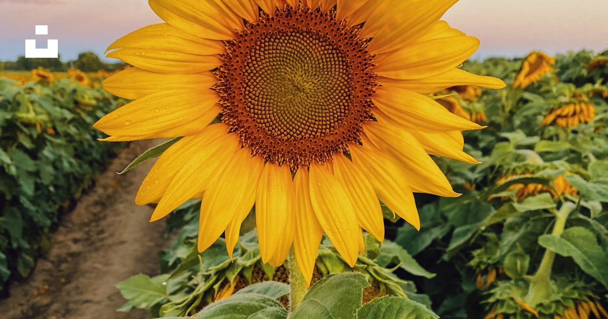 Foto zum Thema Eine große Sonnenblume in einem Feld von Sonnenblumen ... Foto zum Thema Eine große Sonnenblume in einem Feld von Sonnenblumen ...