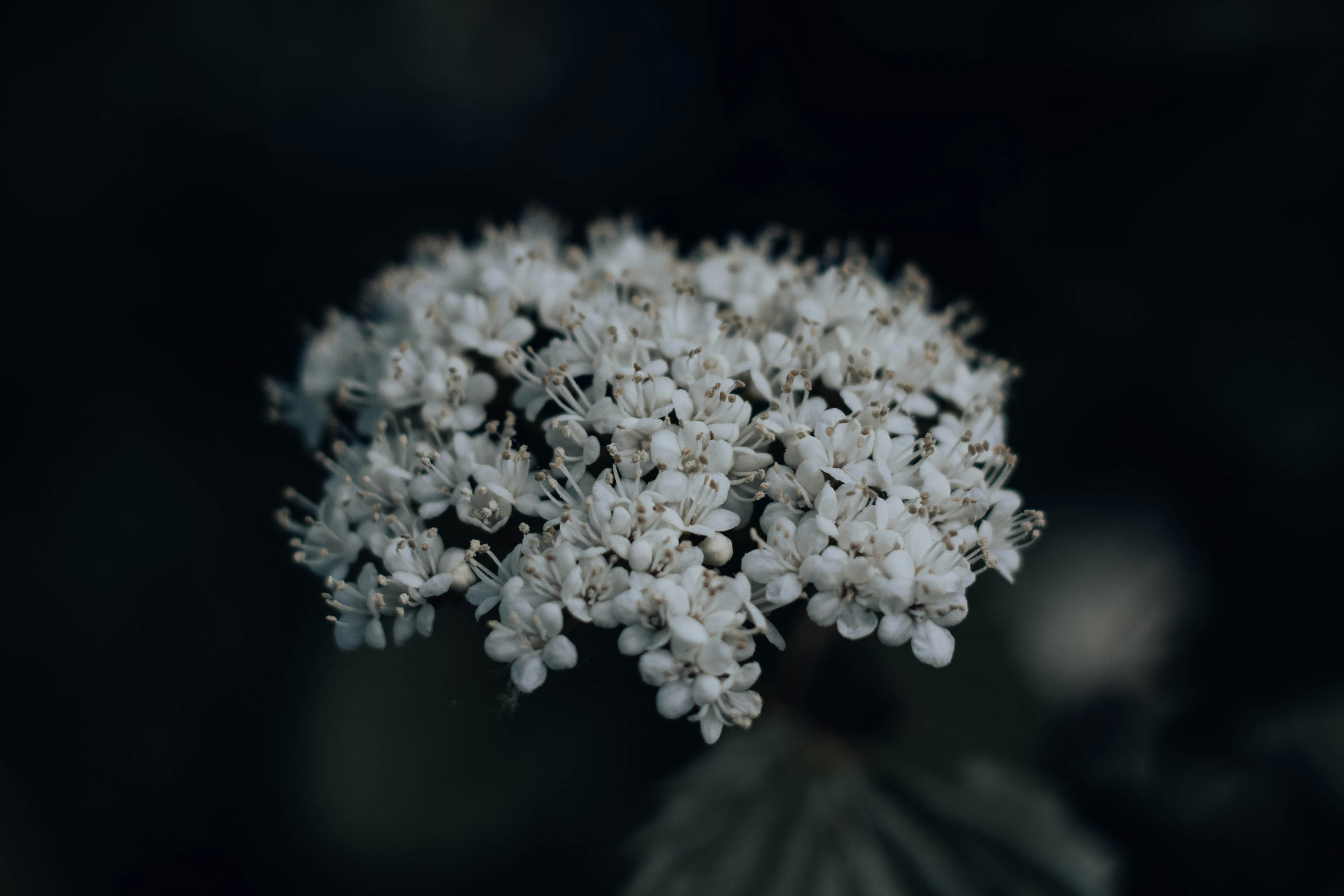 white flowers in black background