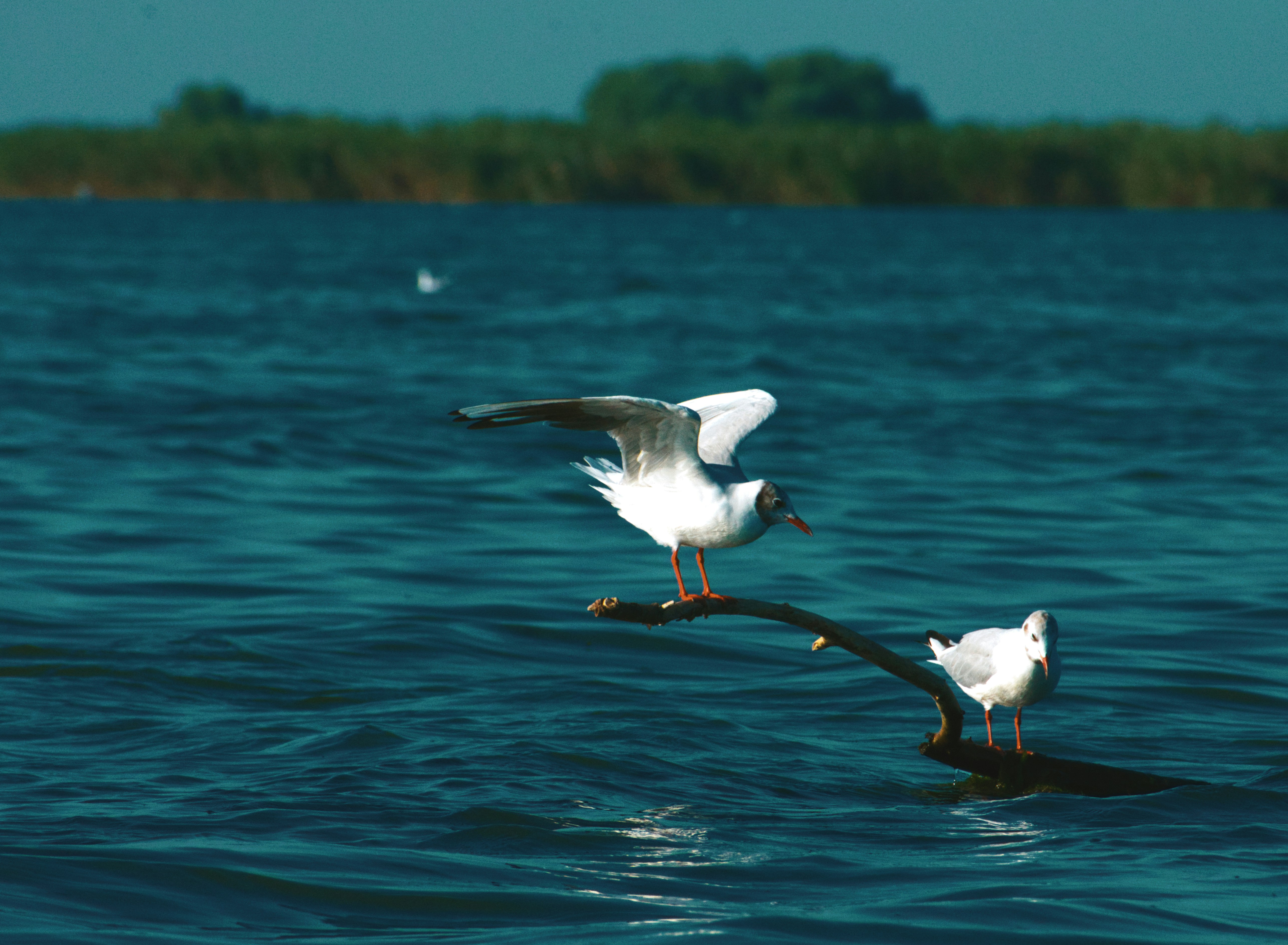 Two seagulls perched on a driftwood branch above shimmering water, one preparing to take flight while the other stands still.