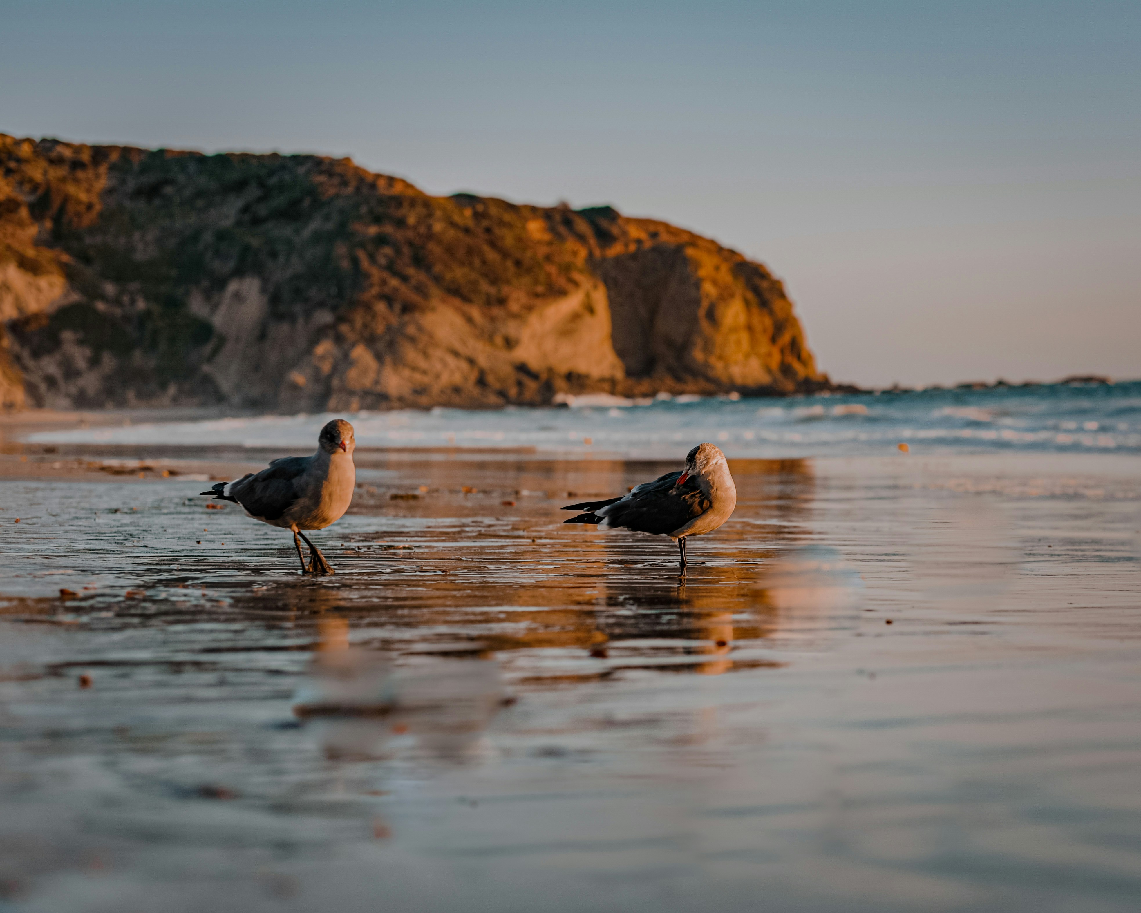 Dusk Patrol: Two Shorebirds on a Glowing Wet Sand