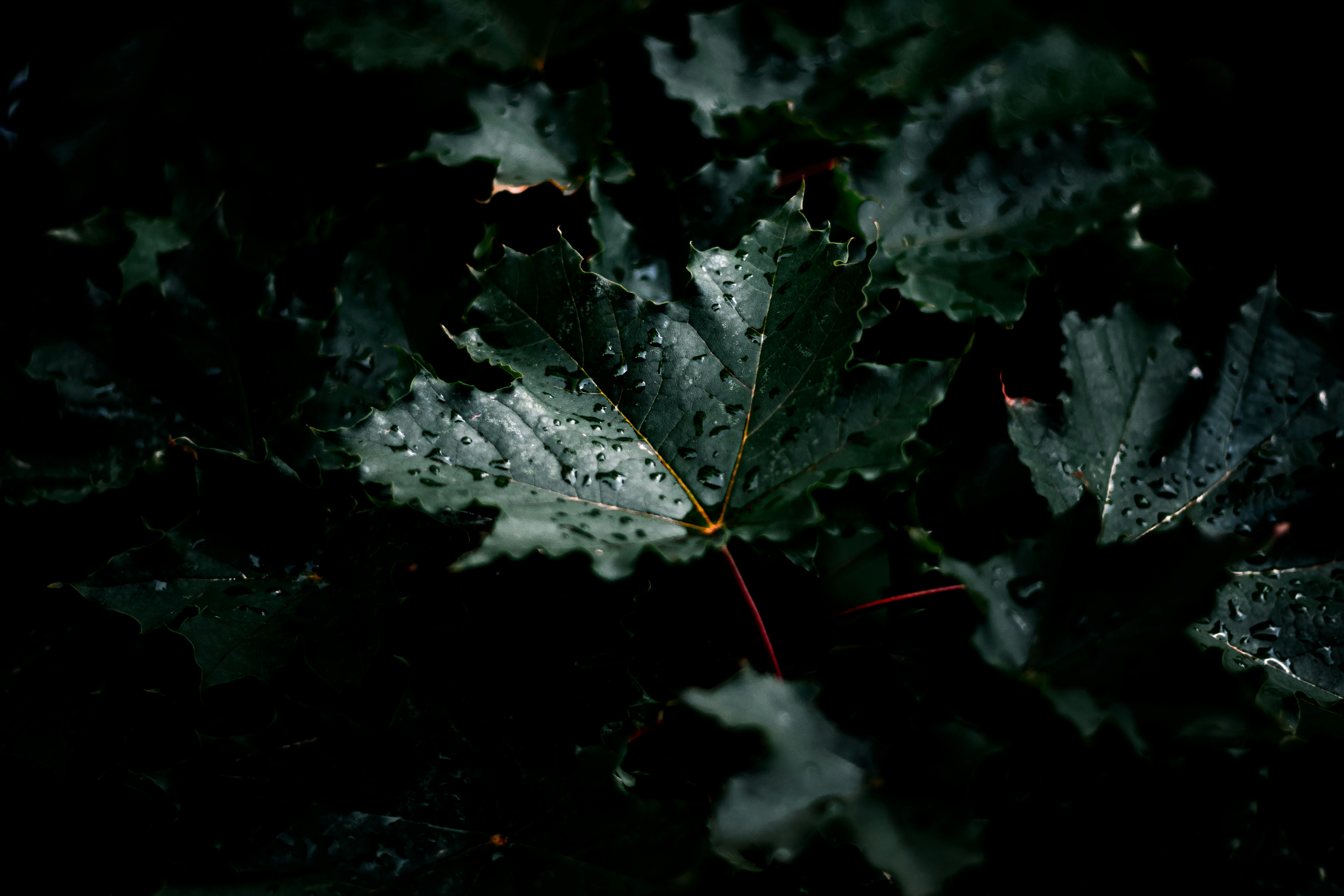 Dew-Kissed Maple in Velvet Shadow
