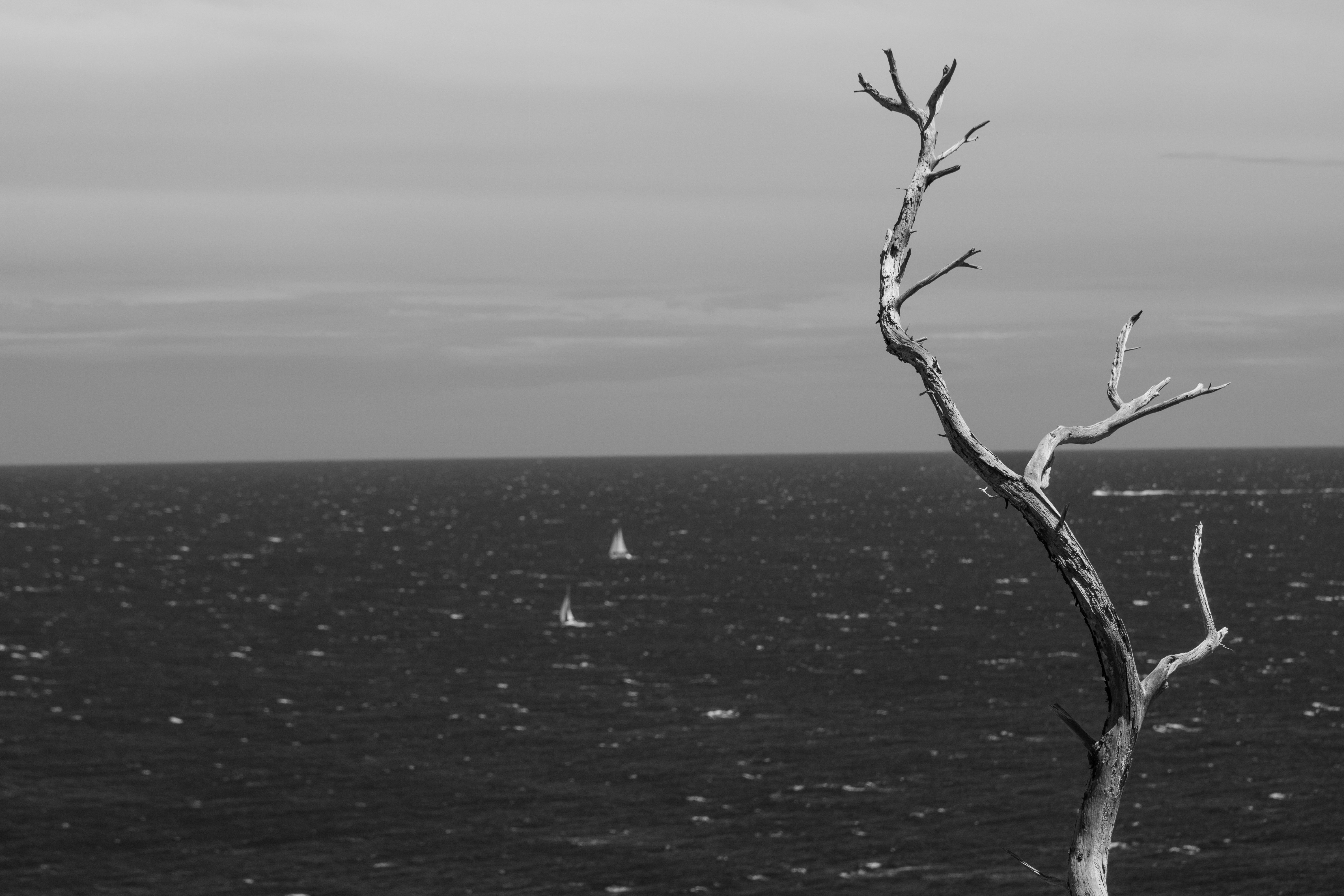leafless tree on the ocean