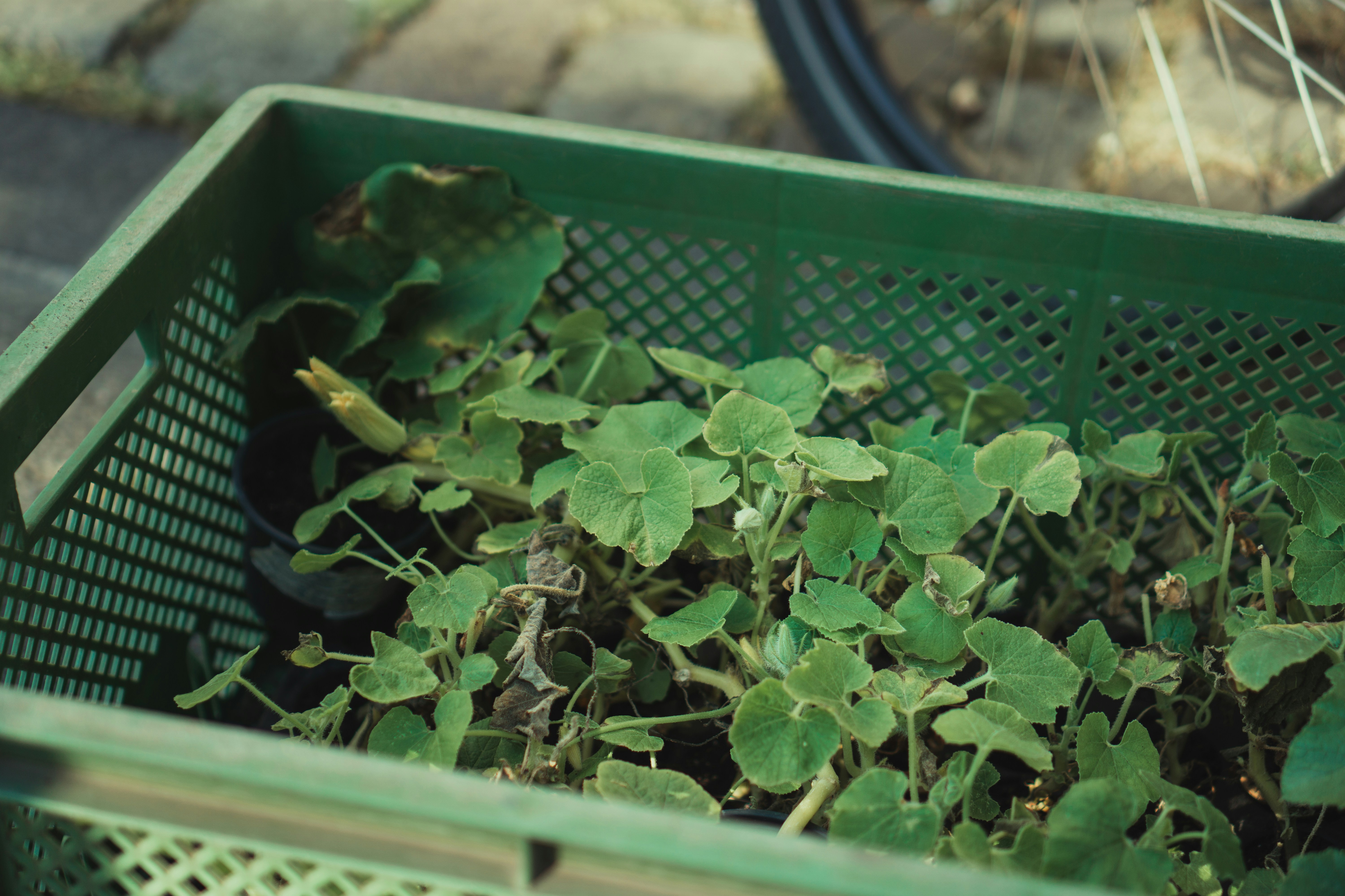 A basket filled with lush green leaves, showcasing the vitality of young plants. The scene is set against a textured background, hinting at a garden environment.