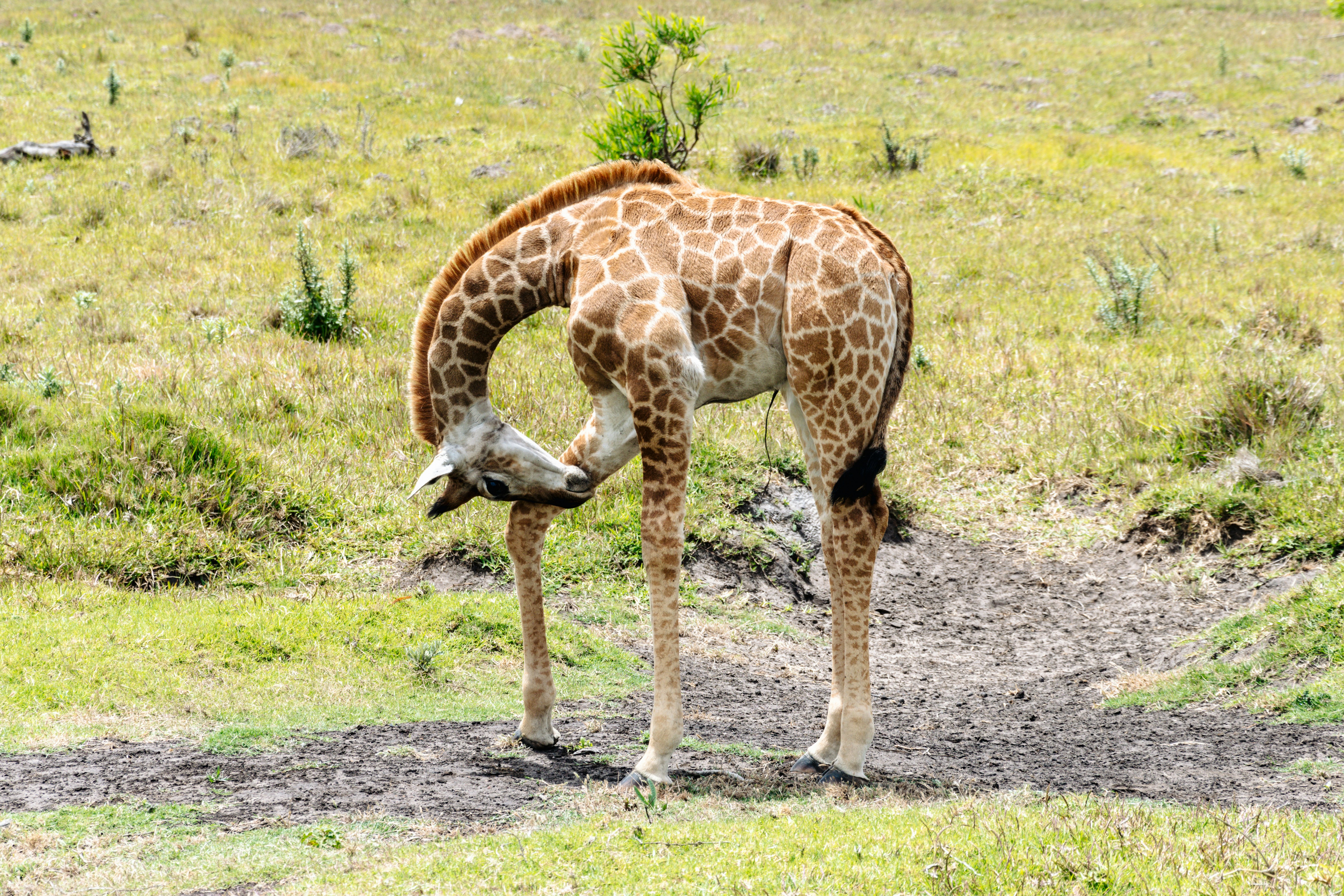 A giraffe bending down to groom itself in a lush, grassy landscape. The scene captures the elegance of this majestic animal in its natural habitat.