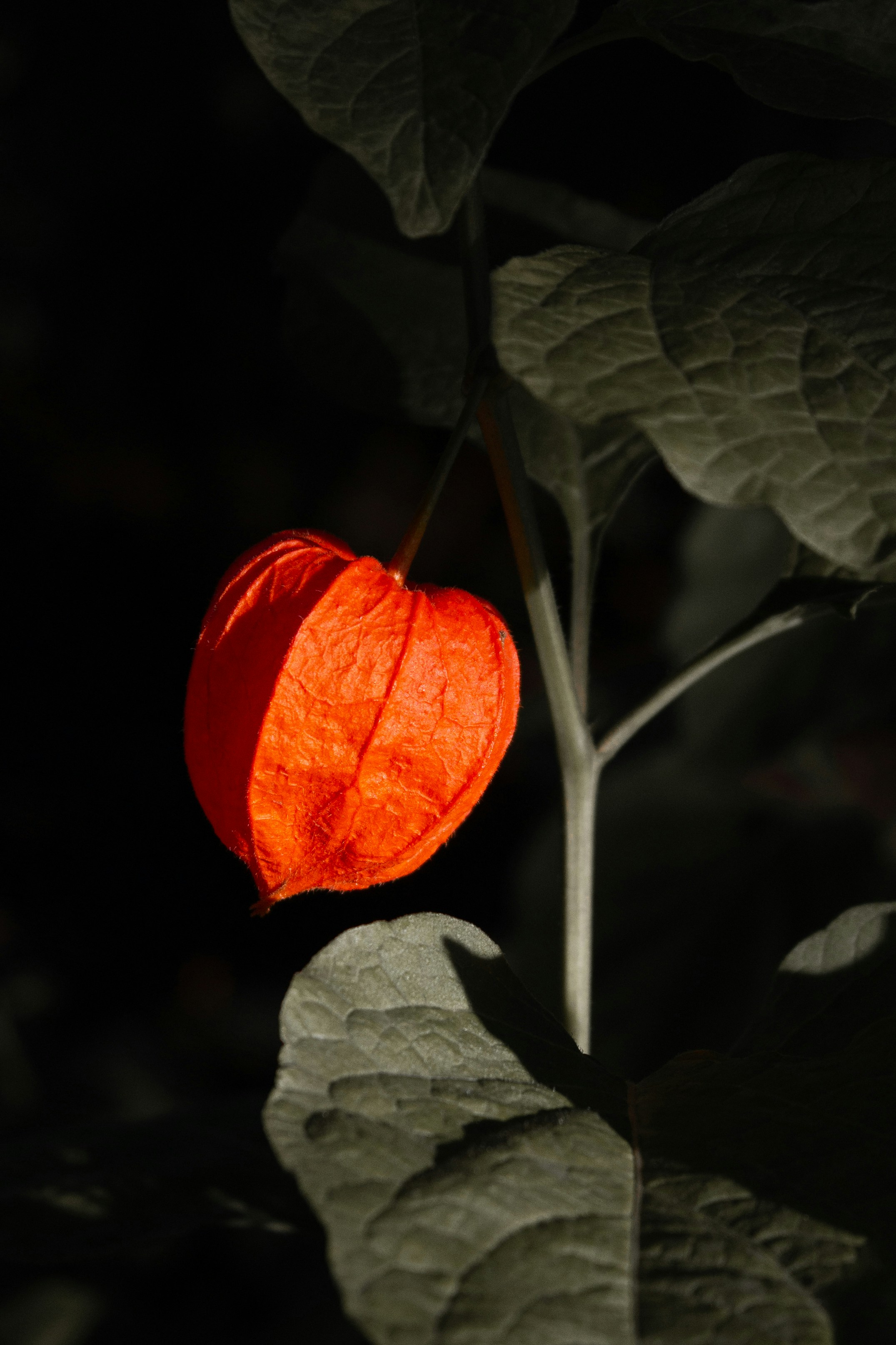 red and green leaf plant