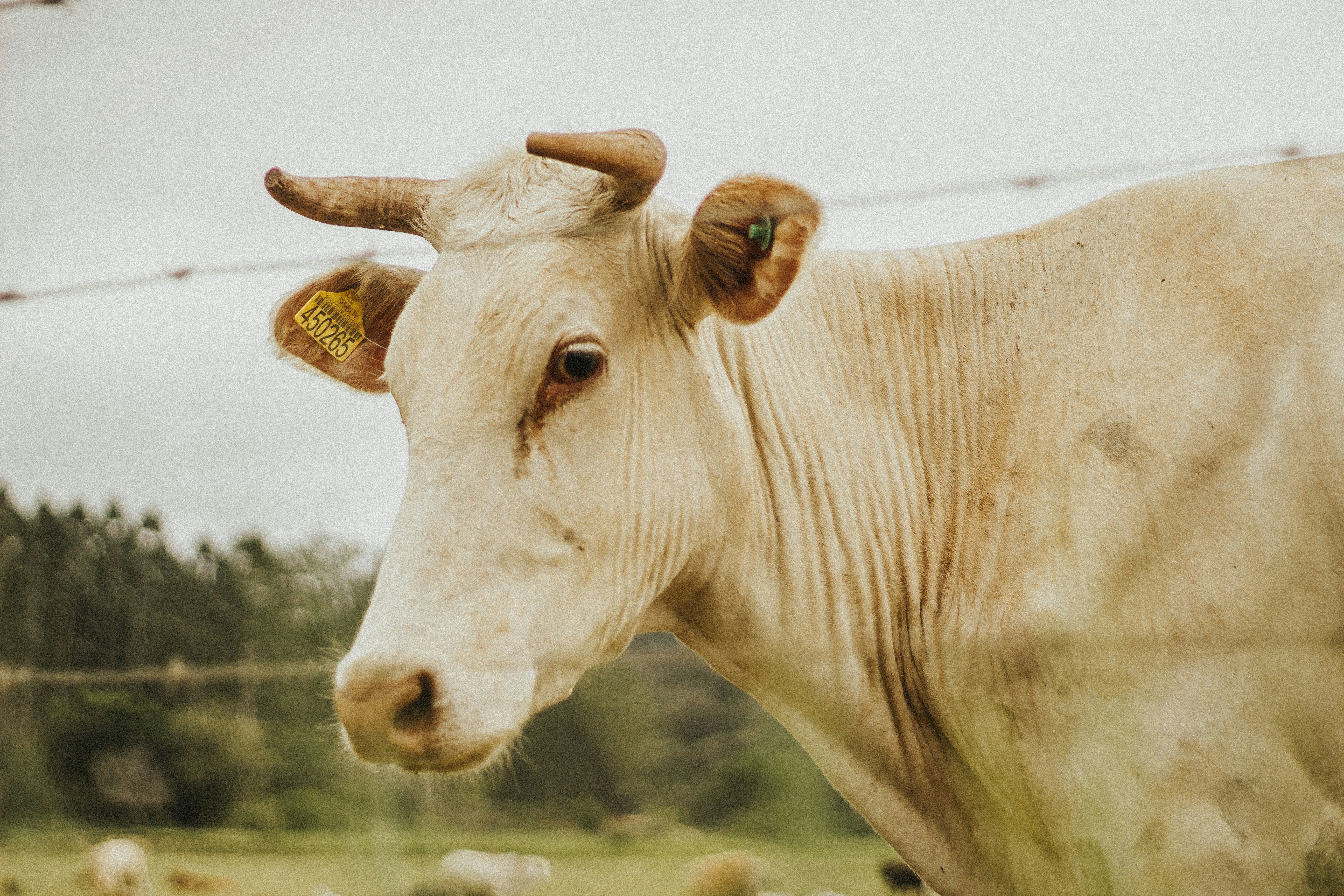 Vacas Pictures | Download Free Images on Unsplash