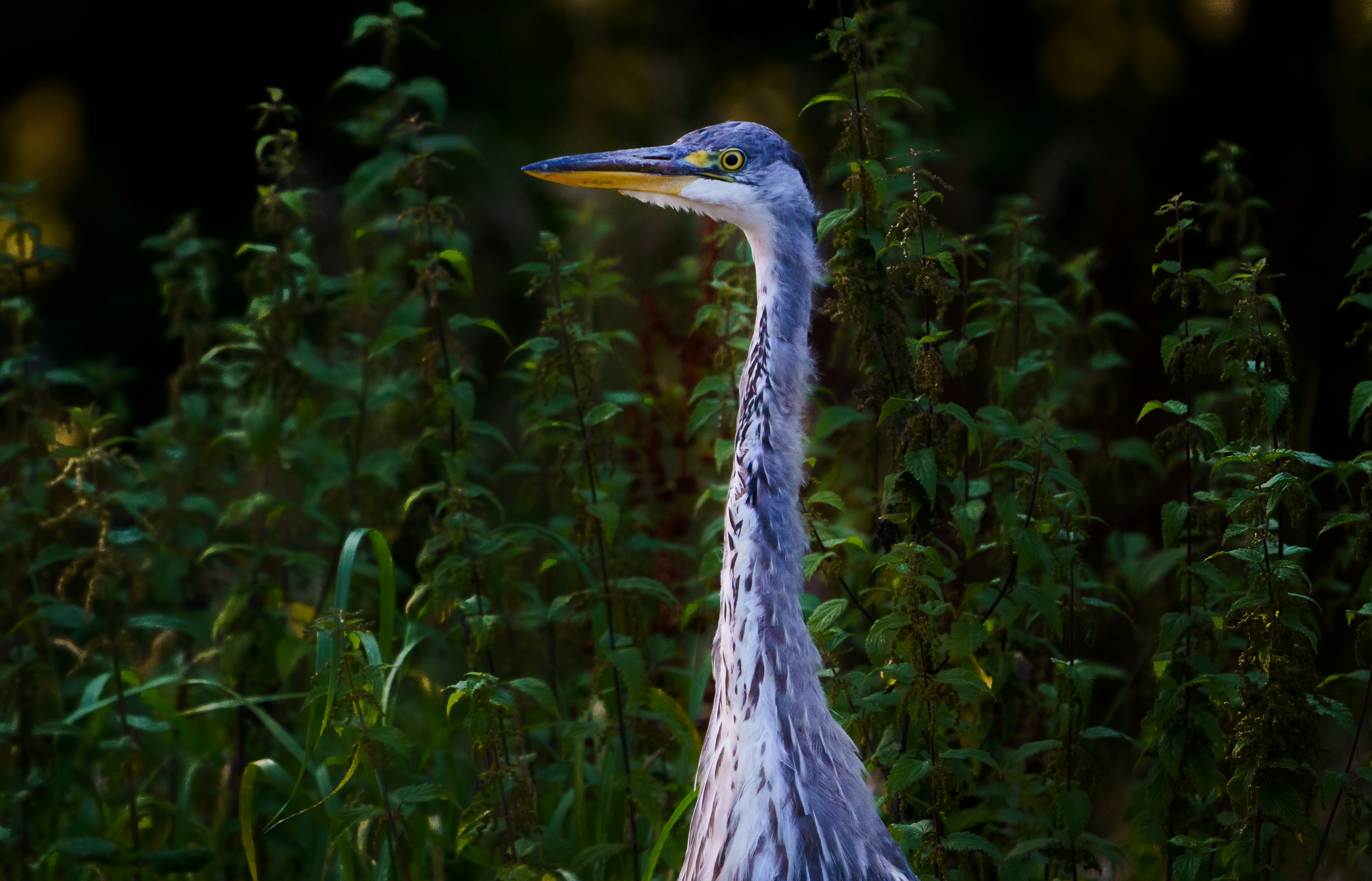 A Heron at dusk on the canal looking for food