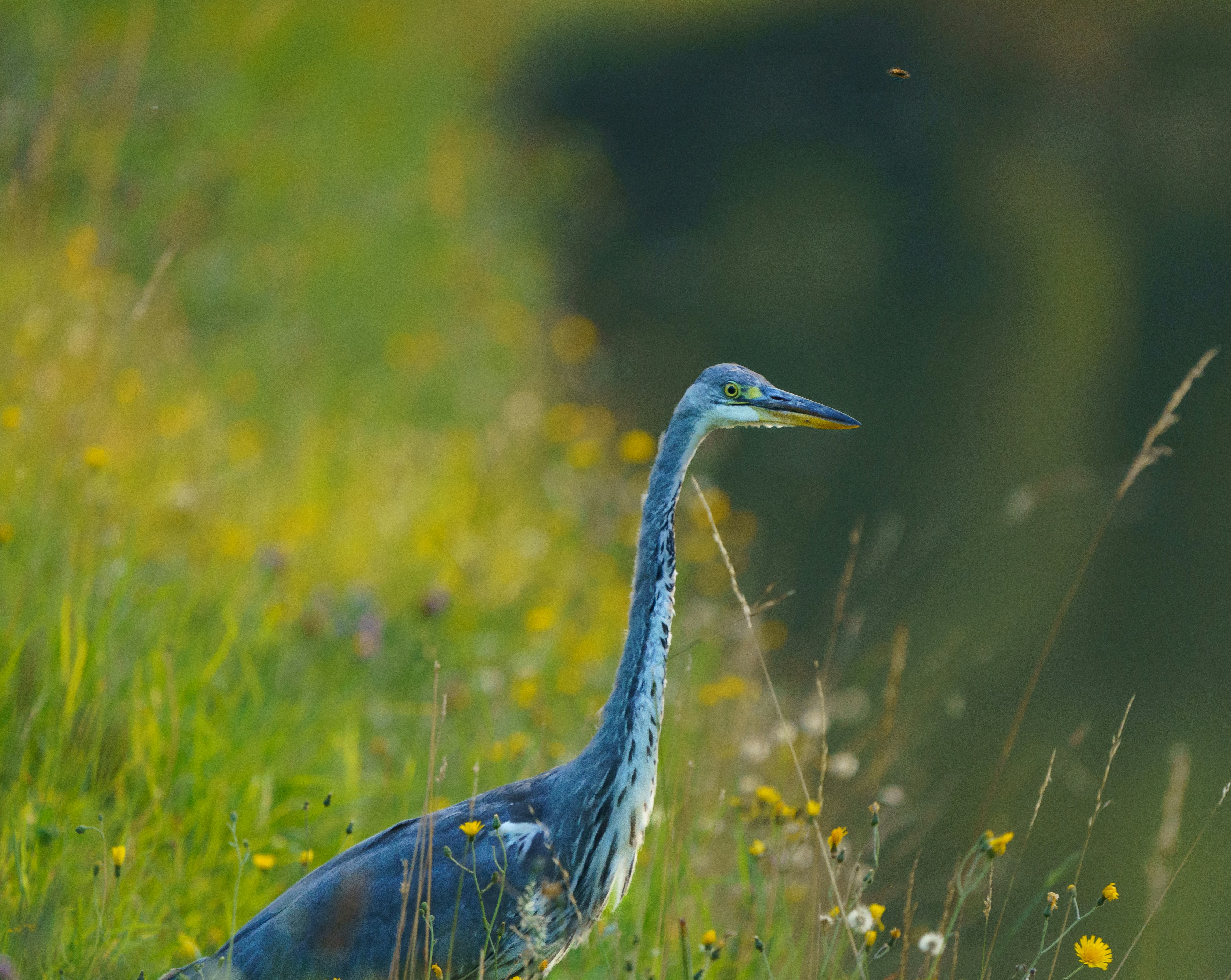 Blue Heron at Meadow's Edge: A Quiet Vigil Among Wildflowers