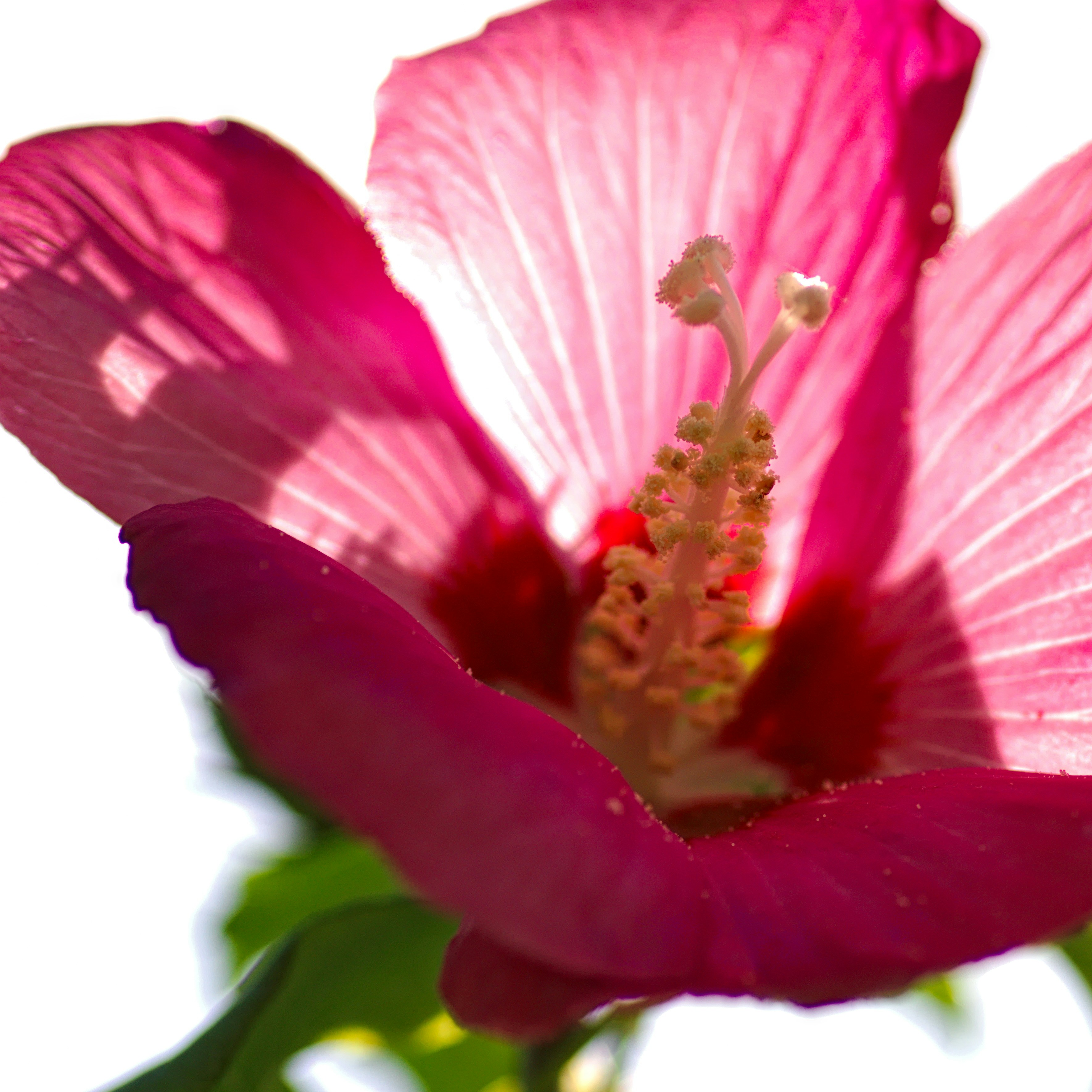 Stamen Crown: Neon Pink Hibiscus in High-Key Light