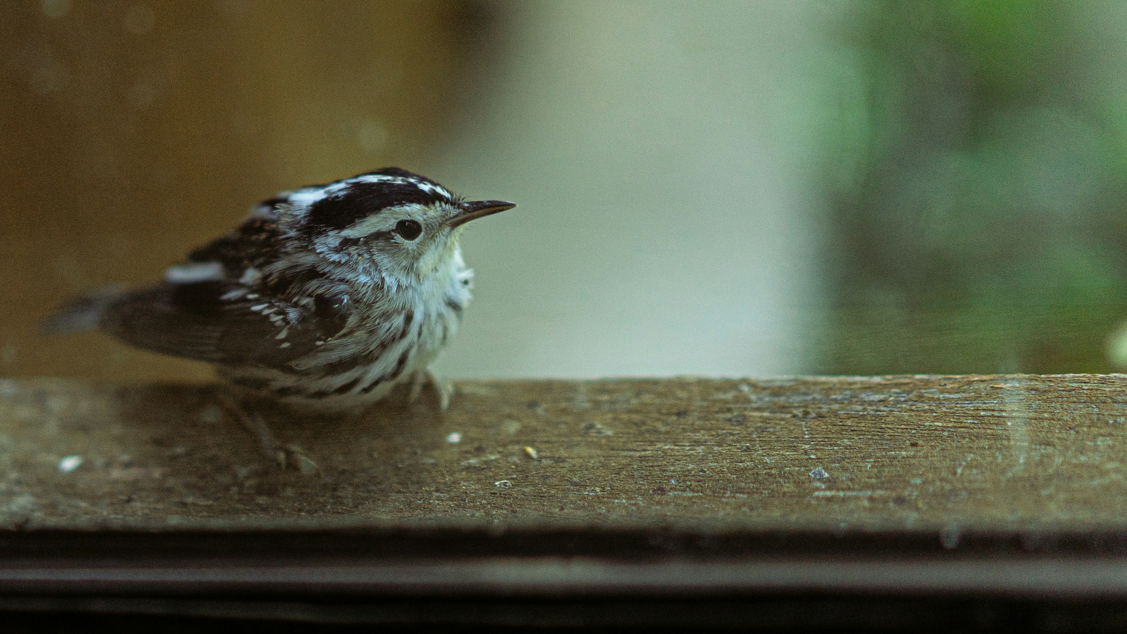 Striped Warbler on a Weathered Beam: Quiet Focus, Sharp Details