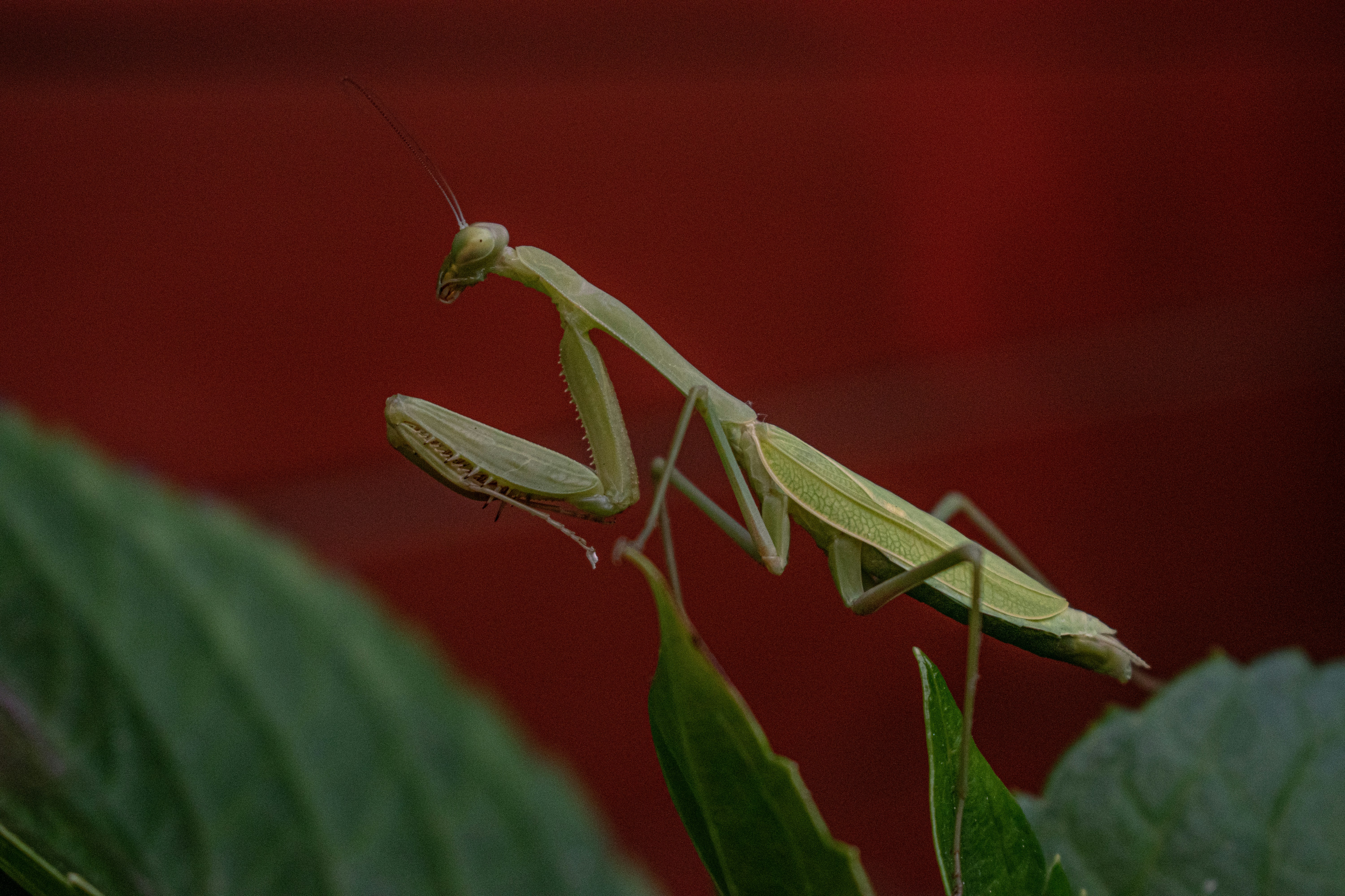 Foto Mantis religiosa verde en hoja verde en fotografía de primer plano ...