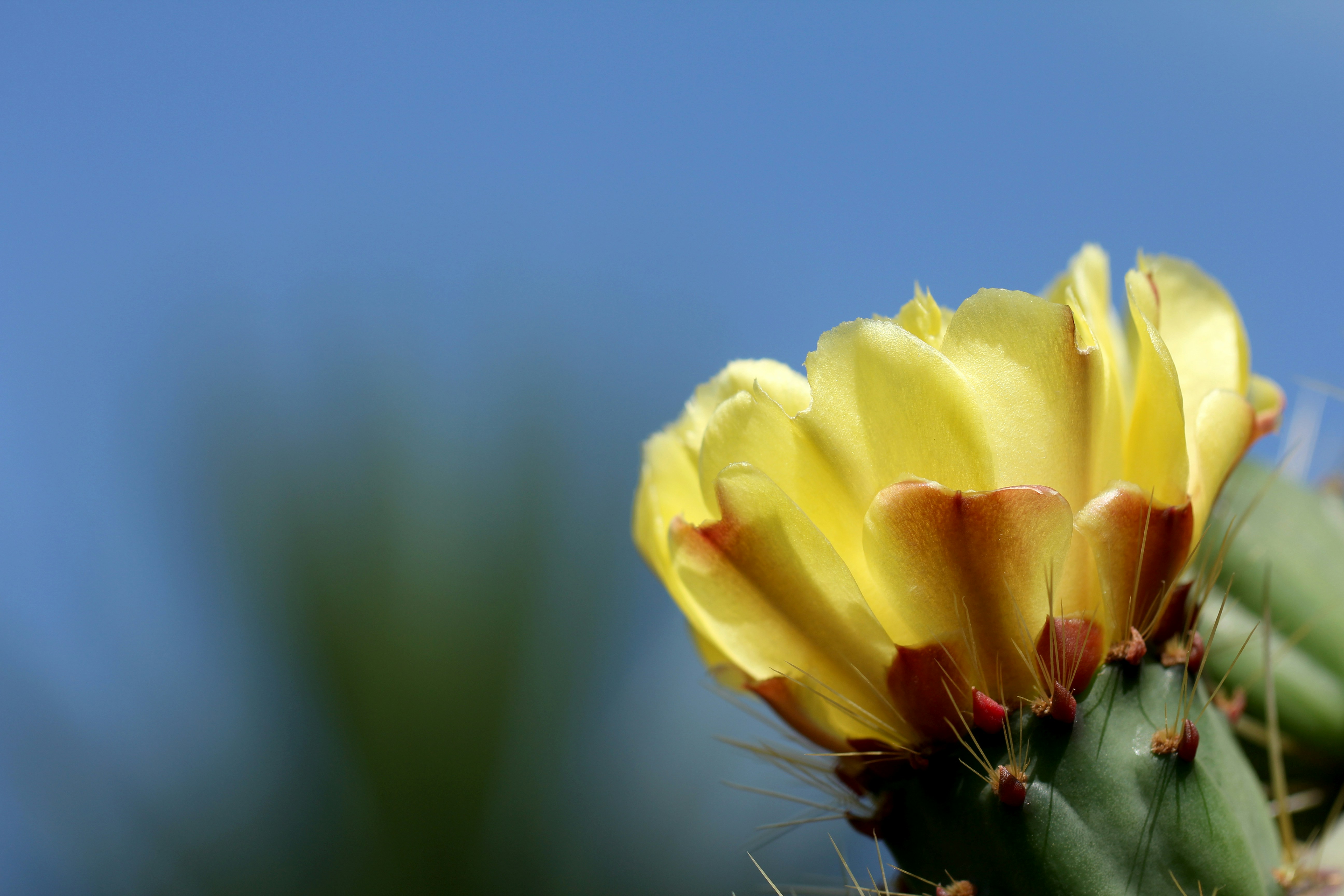 Desert Crown: A Yellow Bloom Bristling with Spines Under a Cerulean Sky