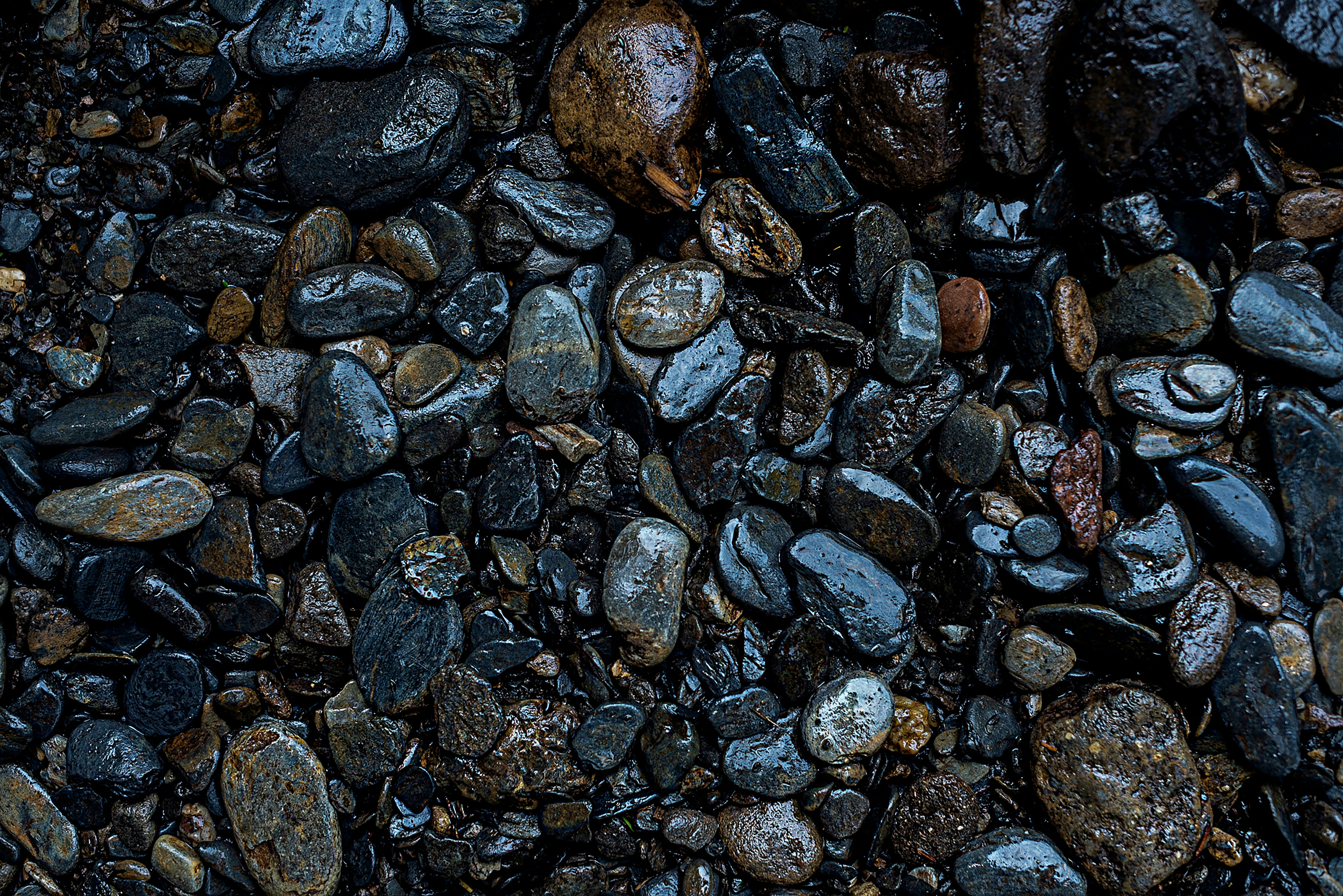 A close-up view of various smooth pebbles and stones glistening with moisture, creating a rich tapestry of colors and textures on a riverbed.