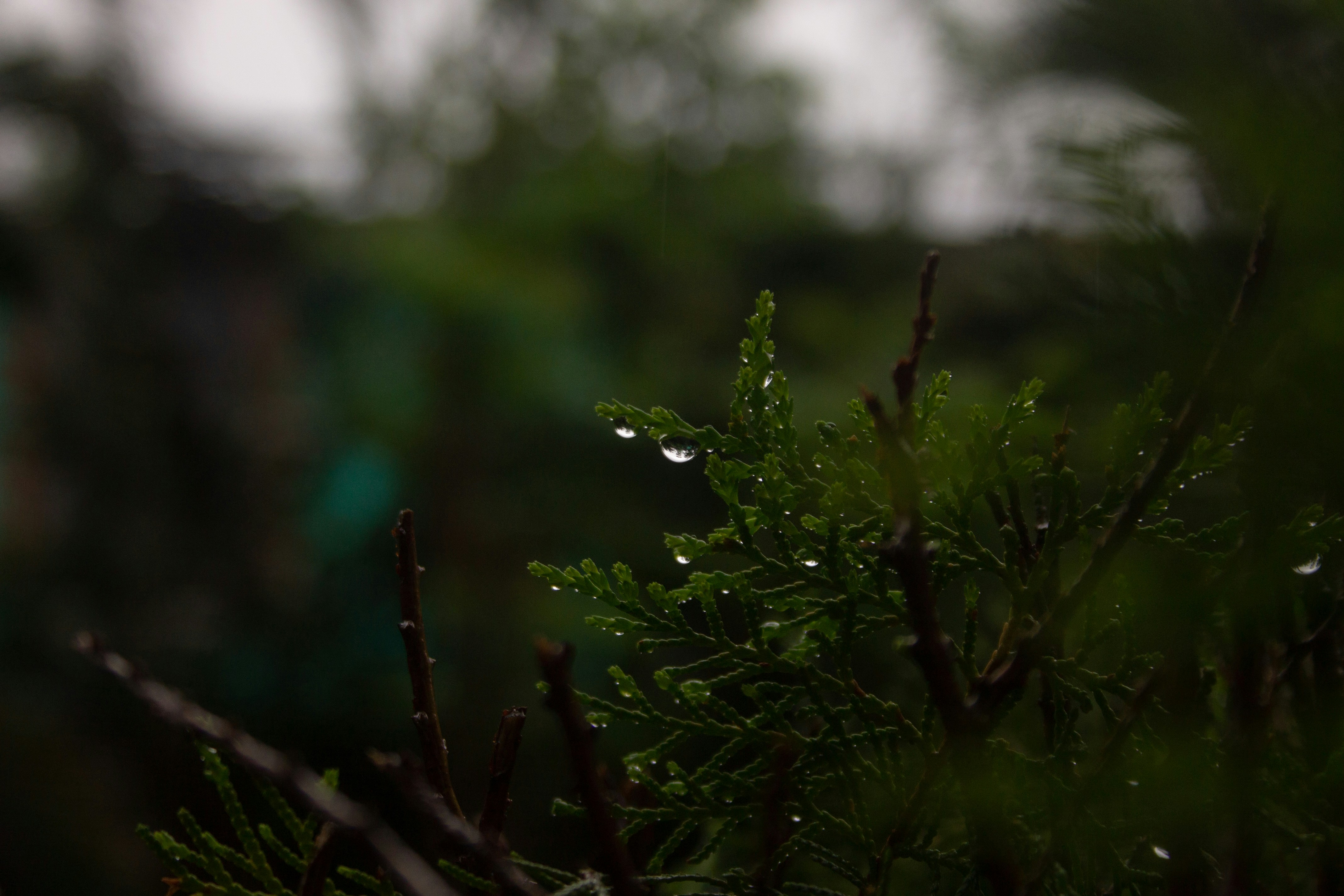 Dew Drops on a Rain-Kissed Conifer in Velvet Shadows
